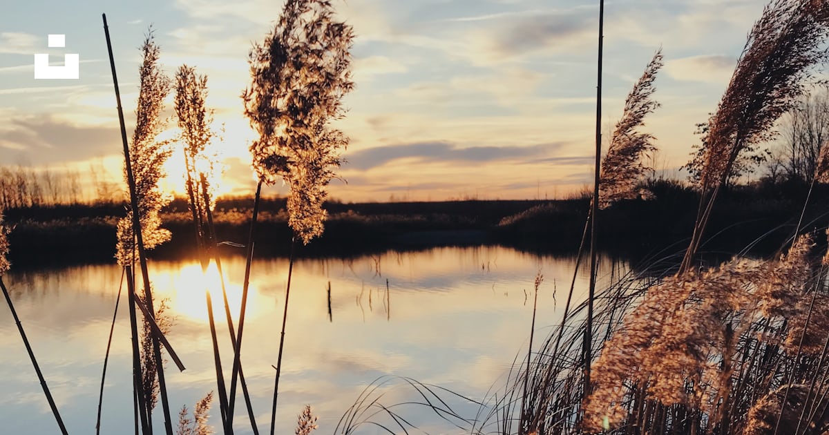 Brown Grass Near Lake During Sunset Photo Free Brown Image On Unsplash