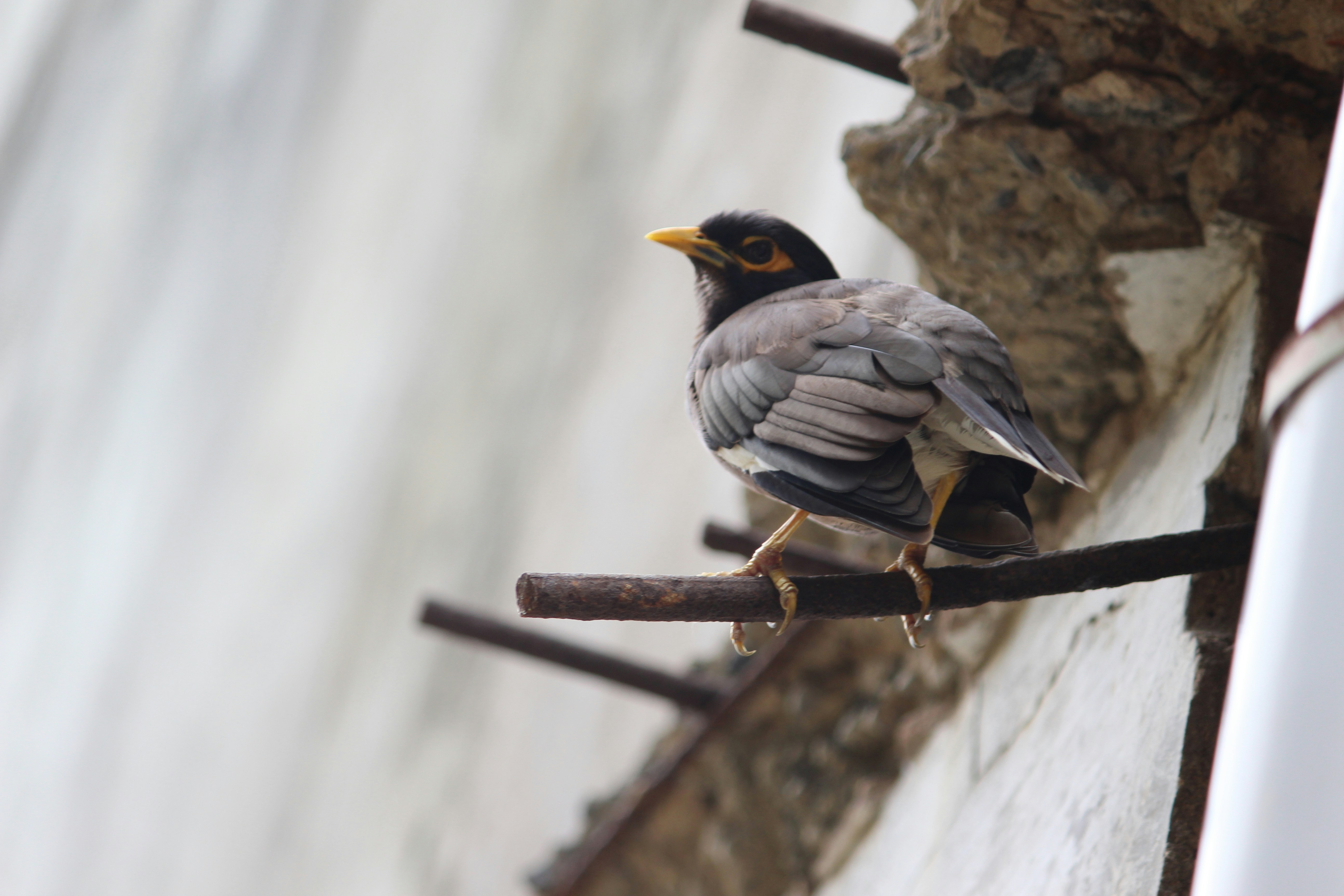 Myna