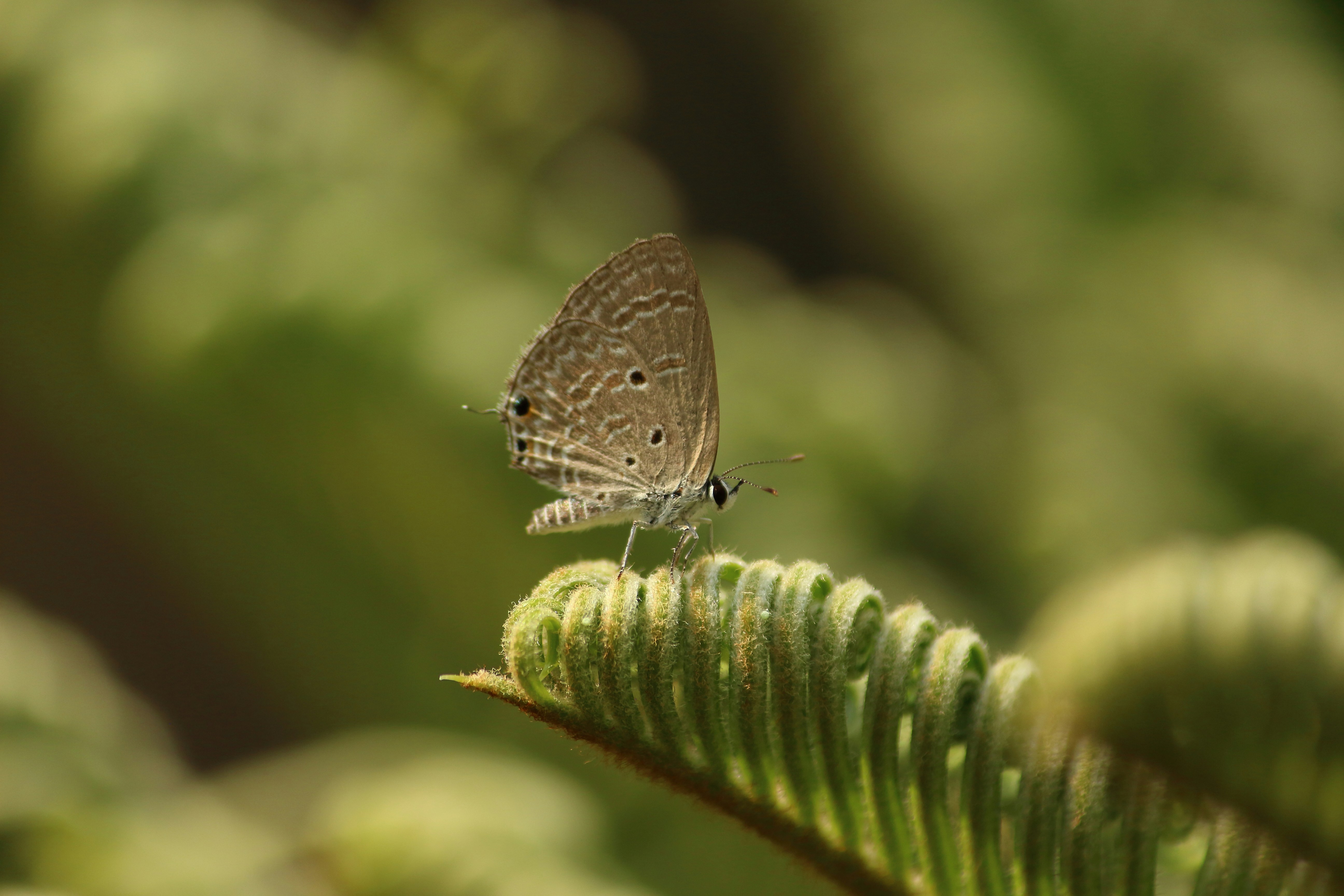 Whisper on the Spiral: a tiny butterfly perches on sunlit fern