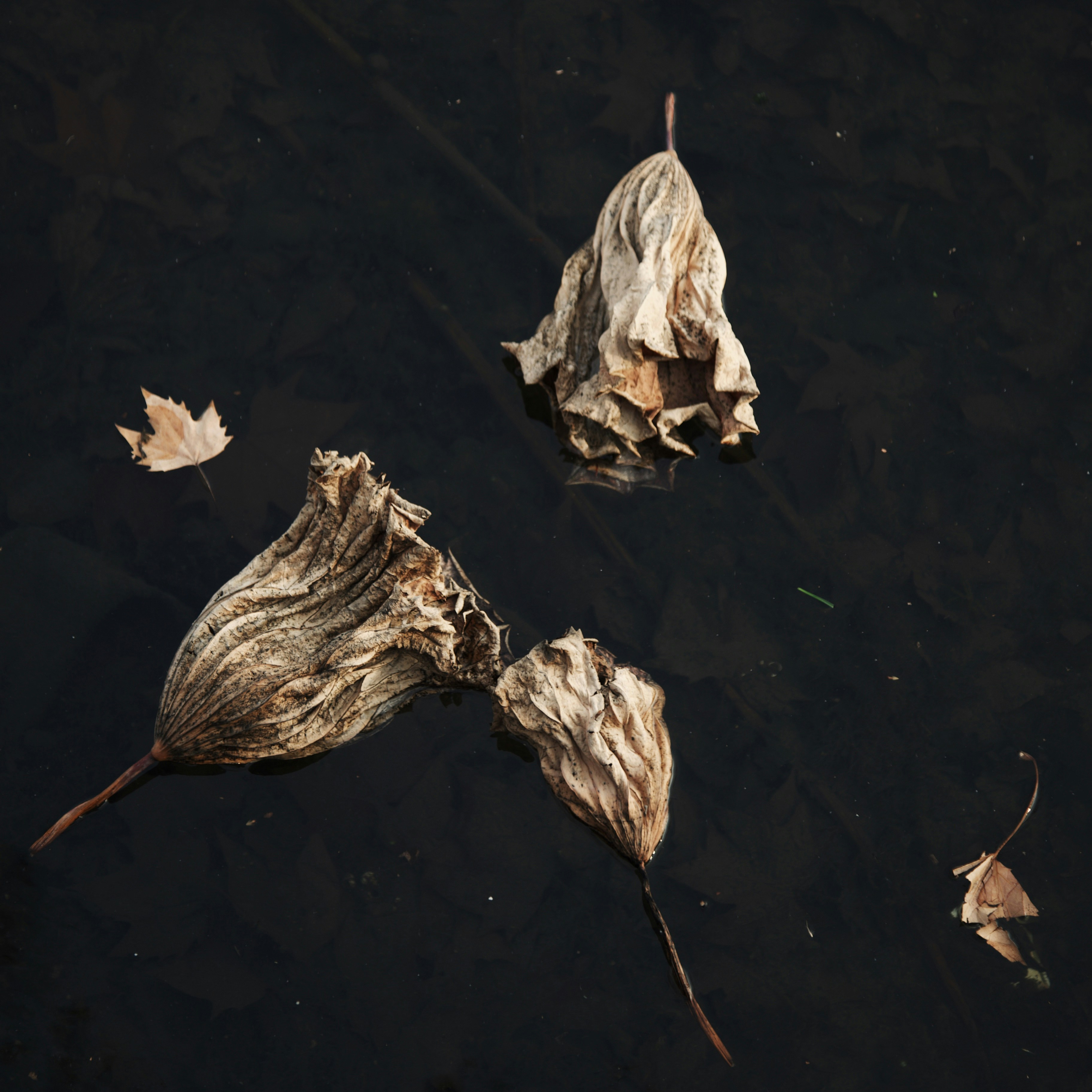Withered Leaves Adrift on Ink-dark Water