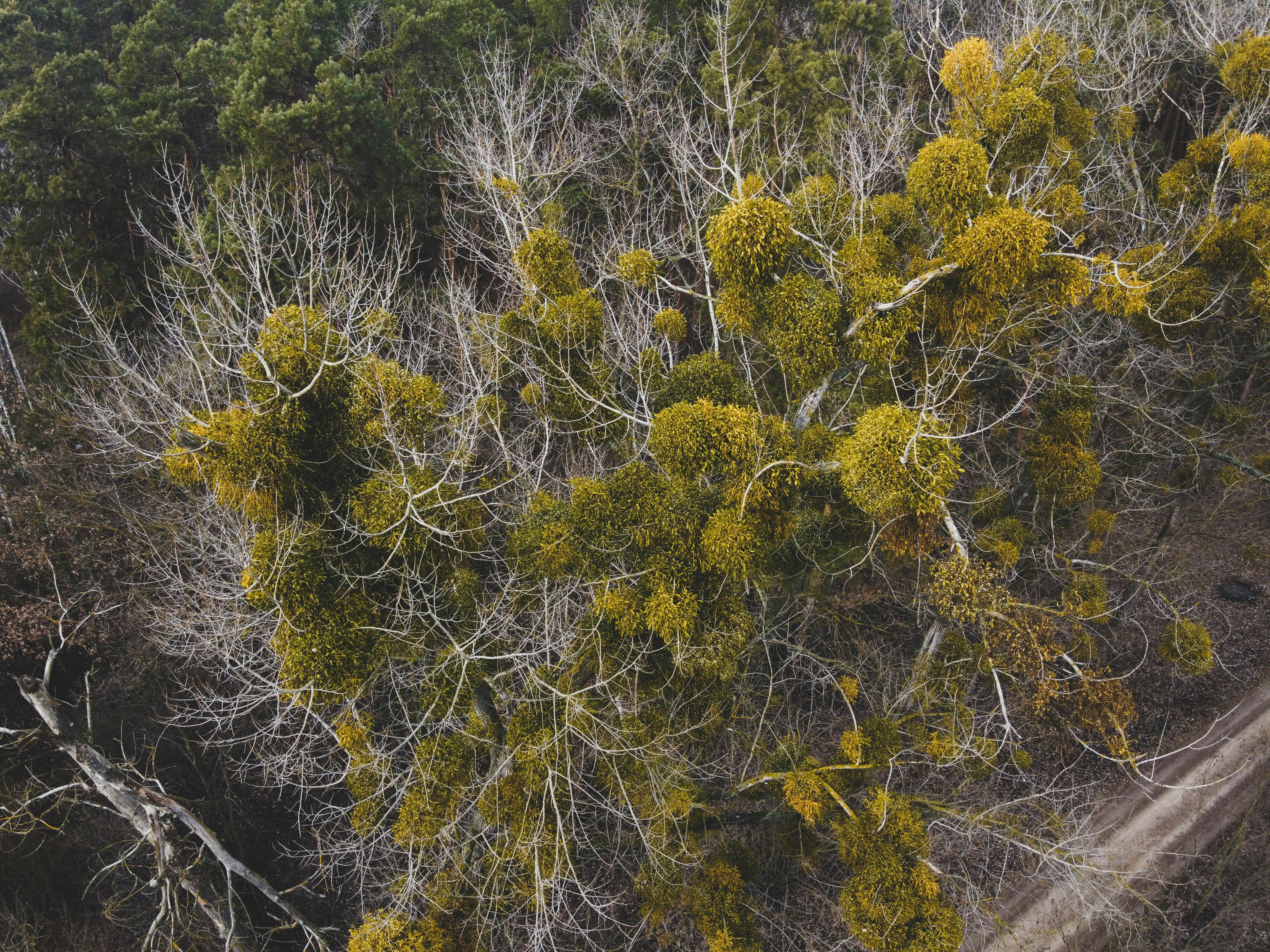 Aerial mosaic of leafless branches and sunlit yellow clusters