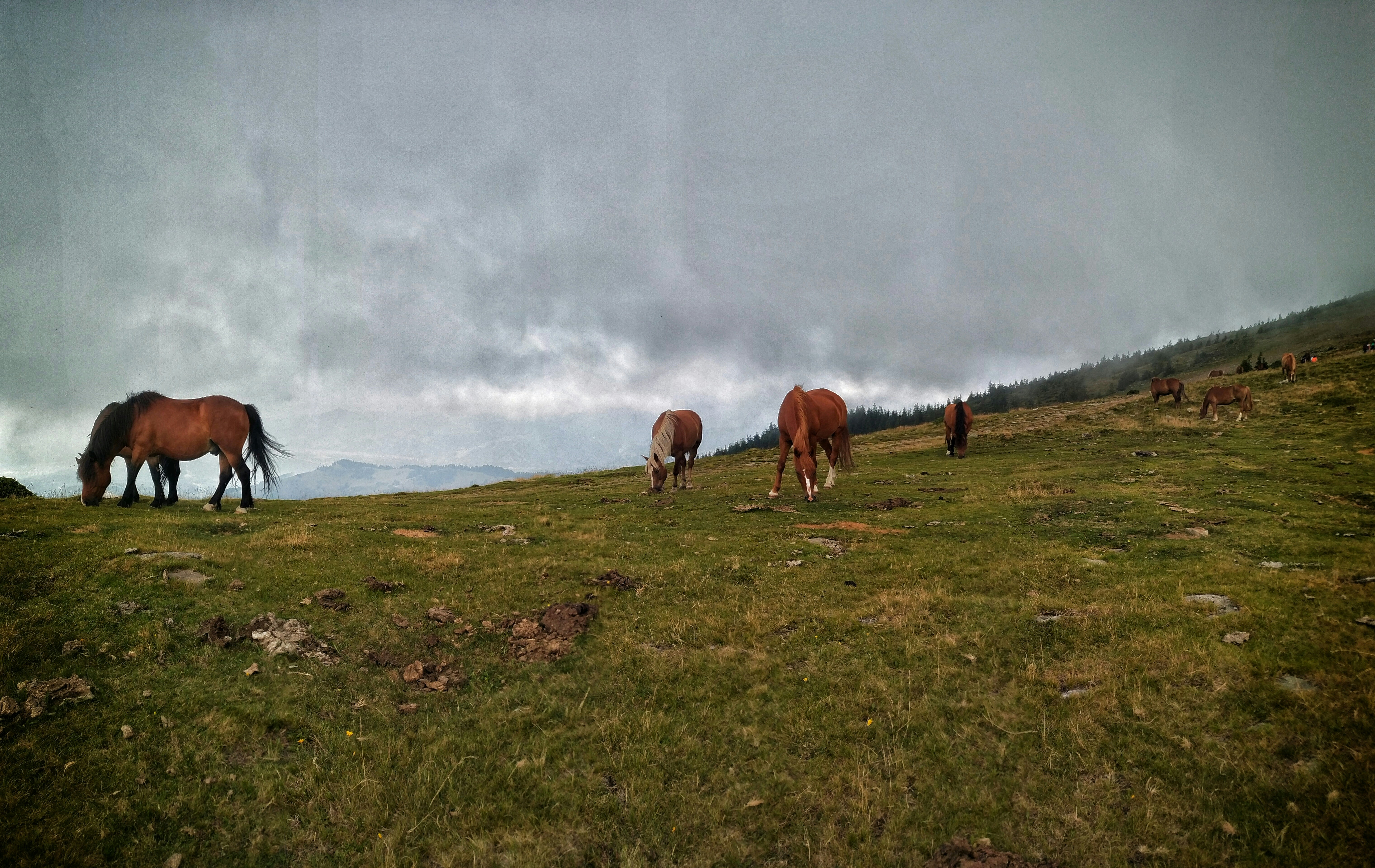 Horses grazing on a grassy hillside under a cloudy sky.