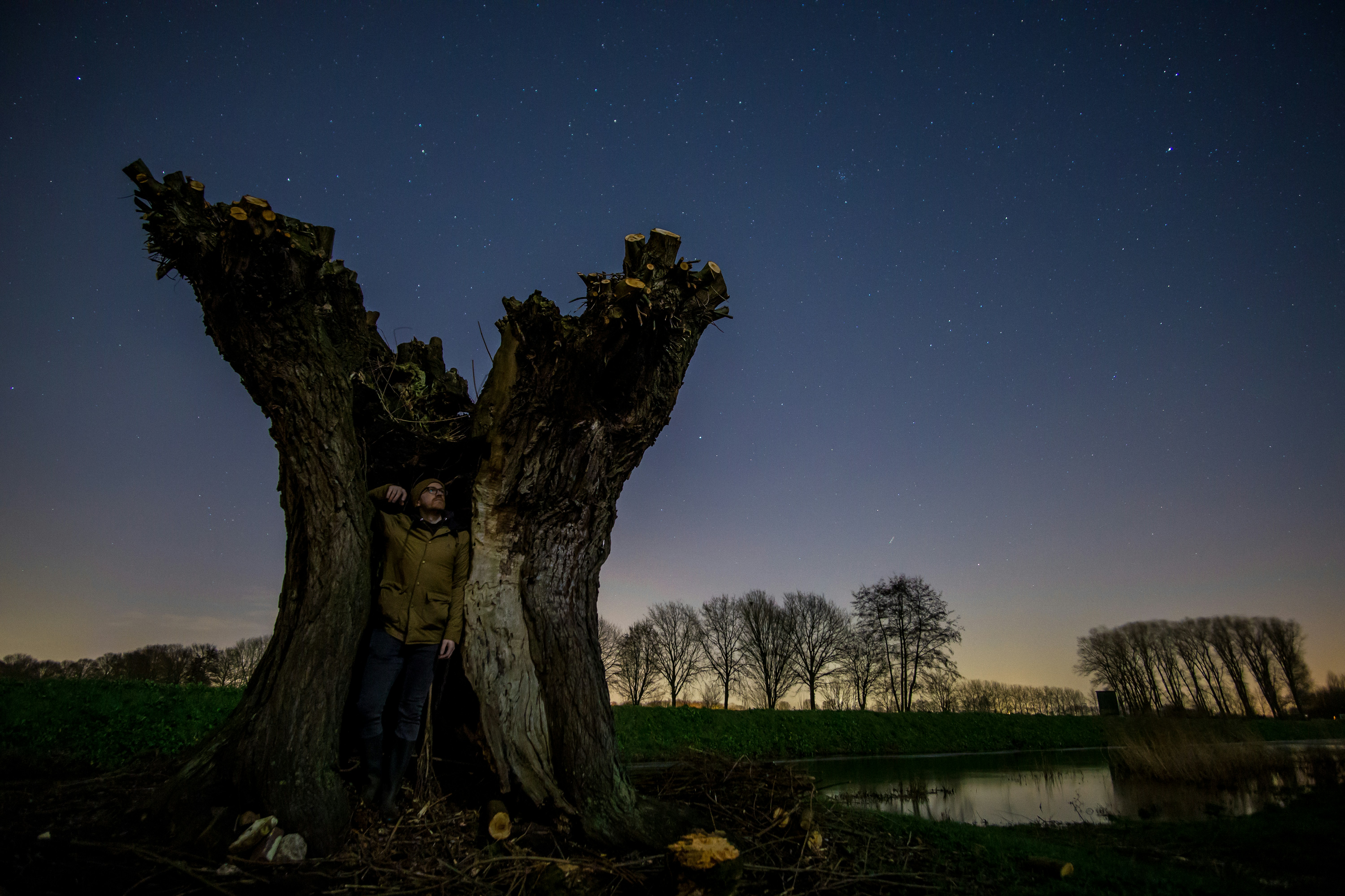 Moonlit Guardian: the ancient tree cradle at night