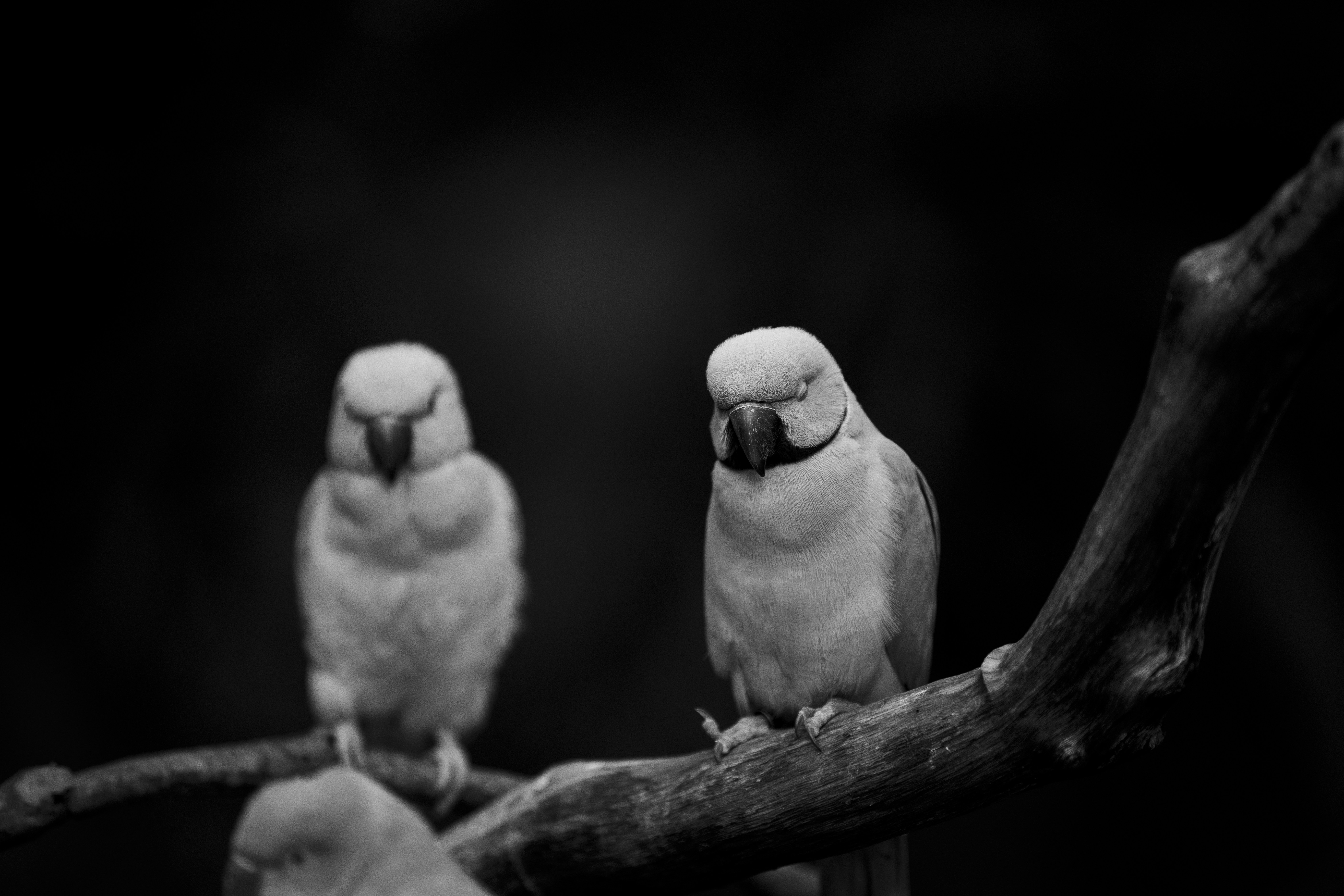 Dual Perch: White Parrots on a Shadowed Branch