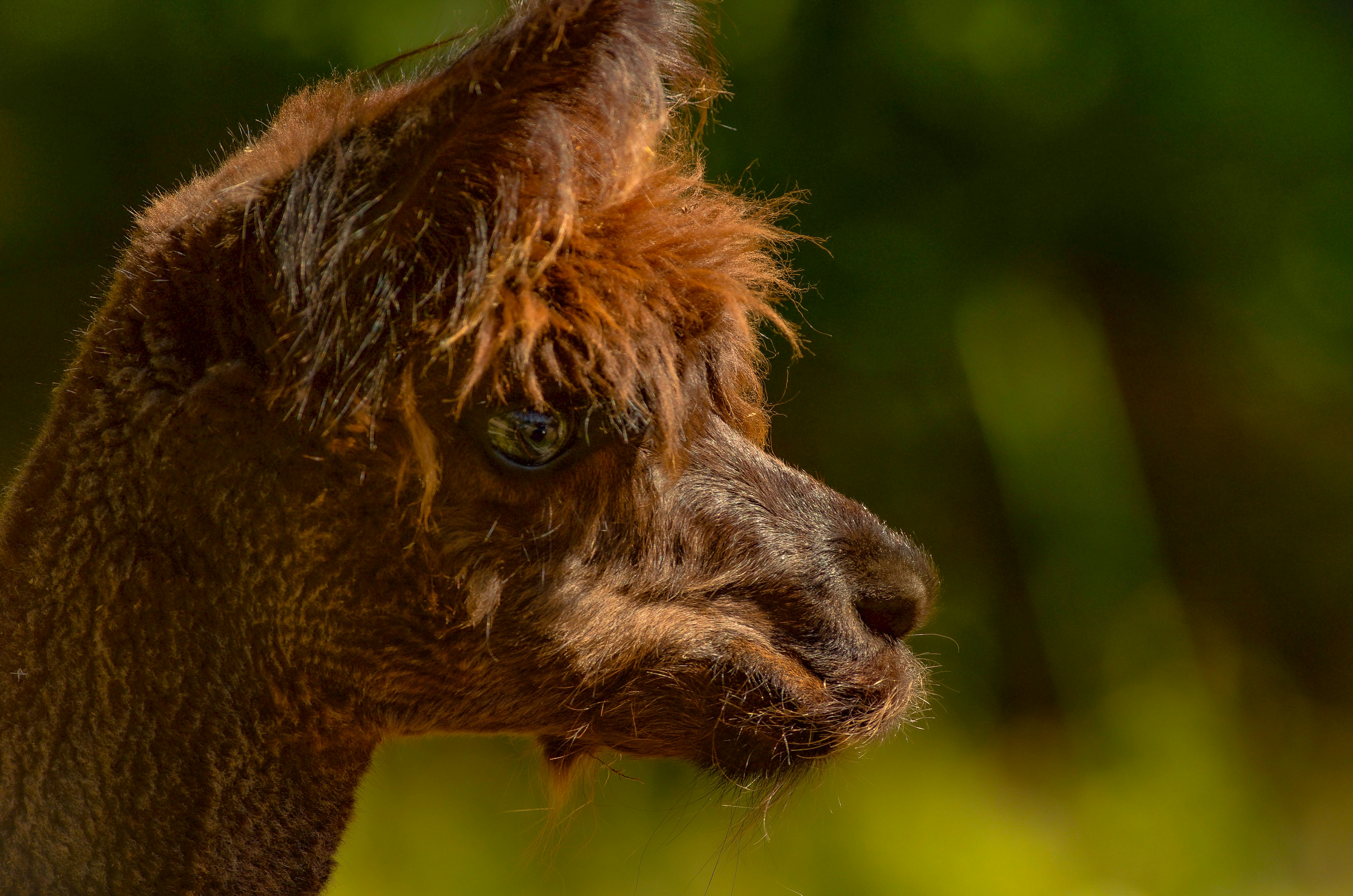 Profile of a curious alpaca against a sunlit-green backdrop