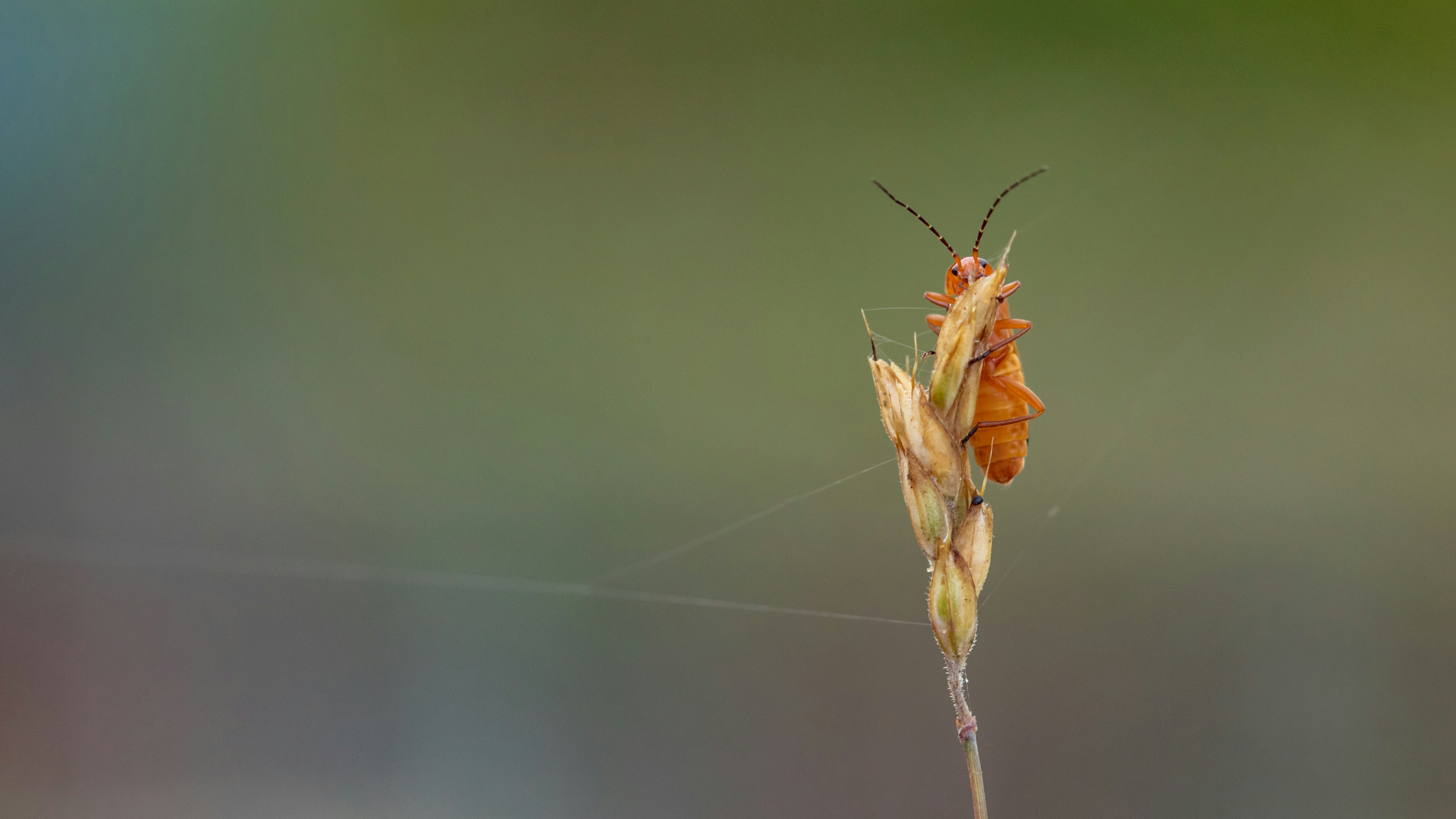 Amber Nymph on a Grass Stem, Framed by a Spider Silk