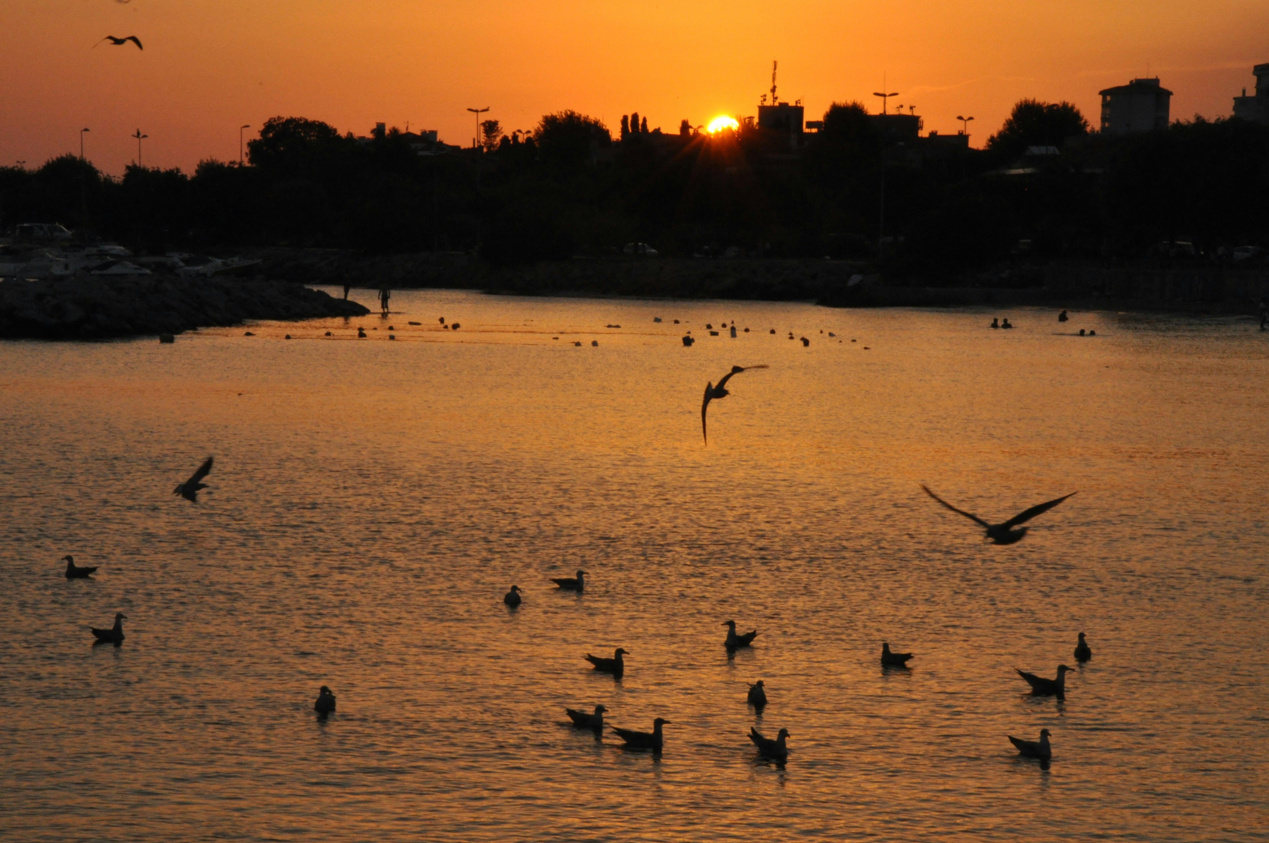 Horizon Ember: Seabirds Glide Over a Quiet Bay at Sunset
