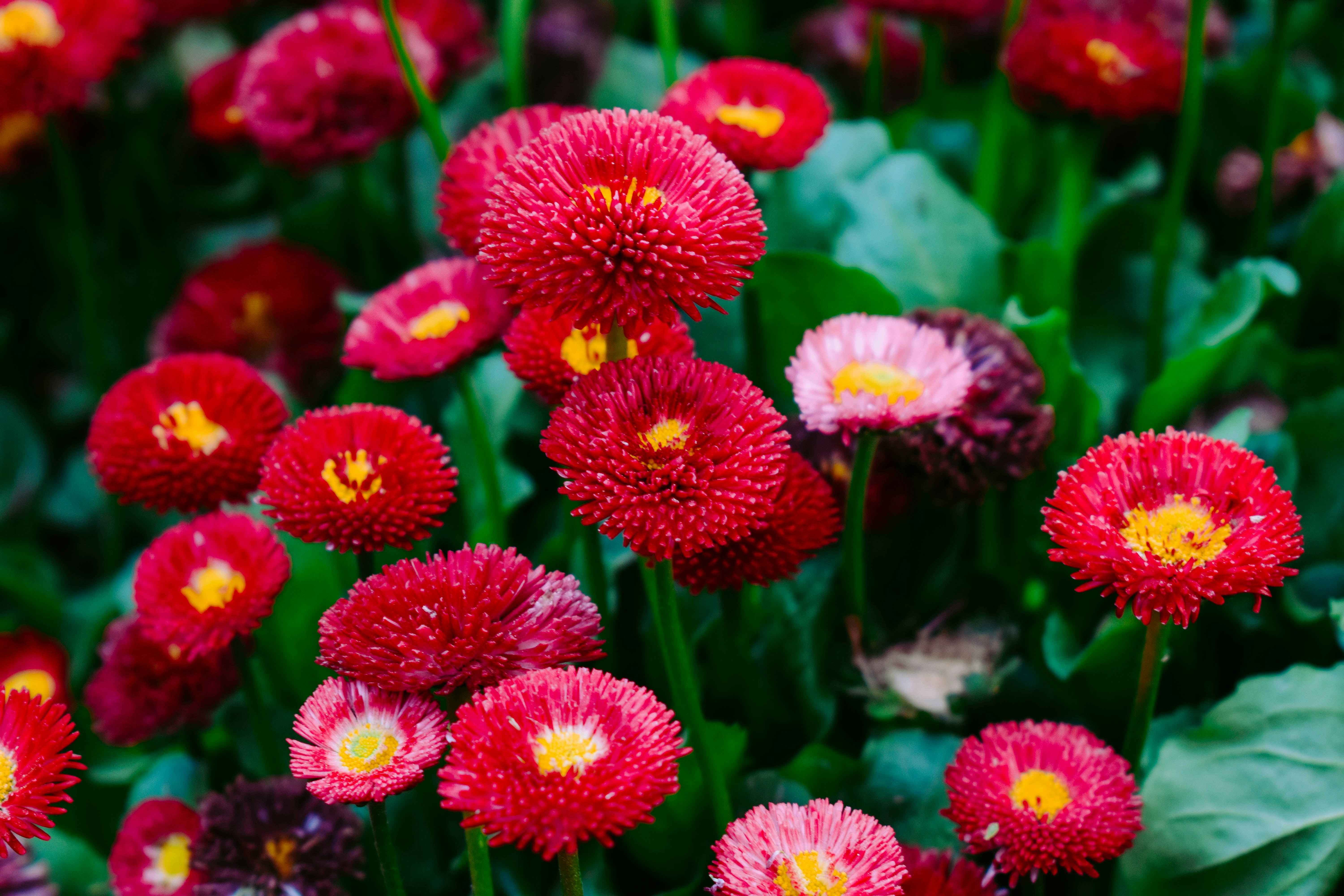 Crimson Pompon Bloom Cluster in a Sunlit Green Patch