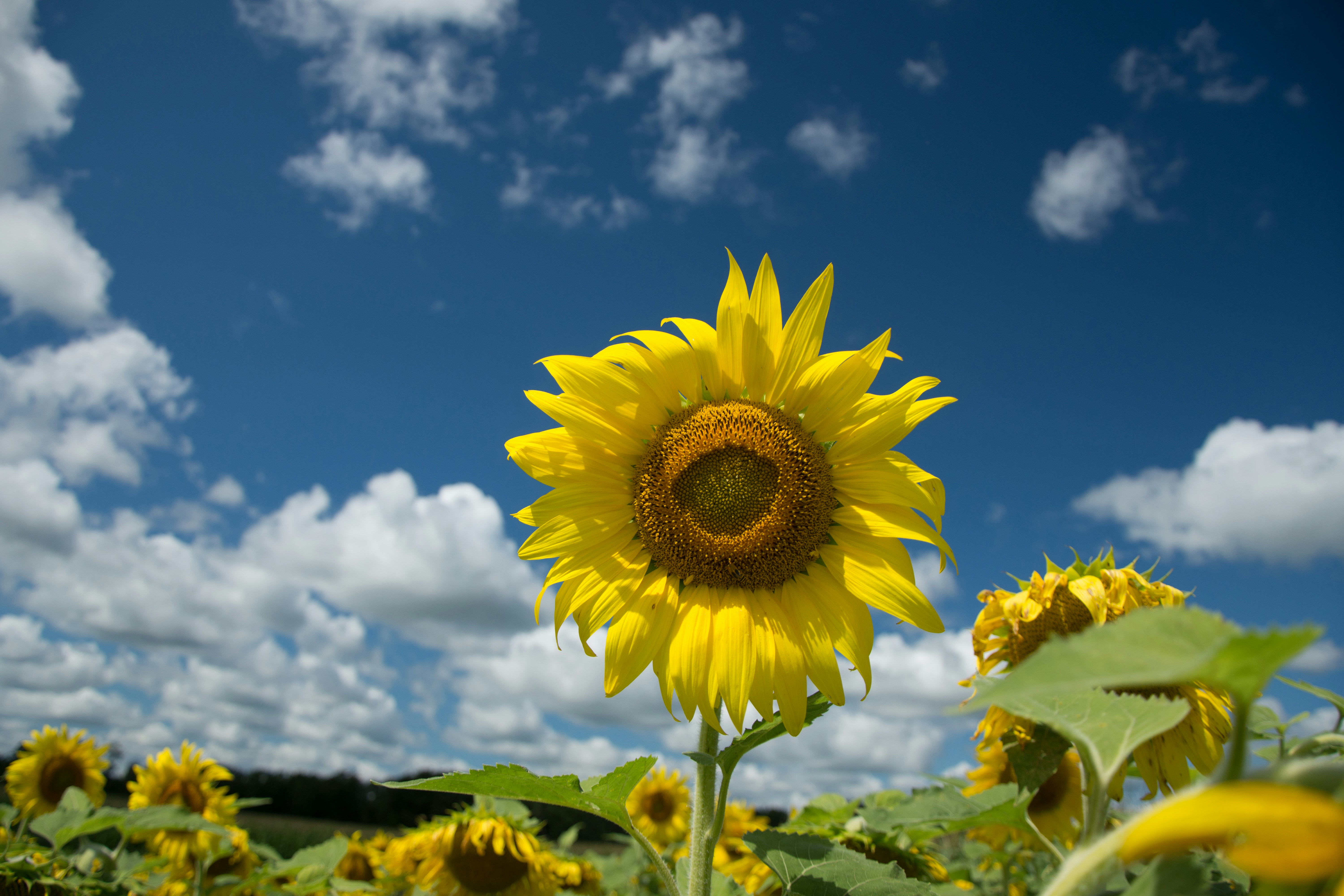 Yellow sunflower under blue sky during daytime photo – Free Minnesota ...