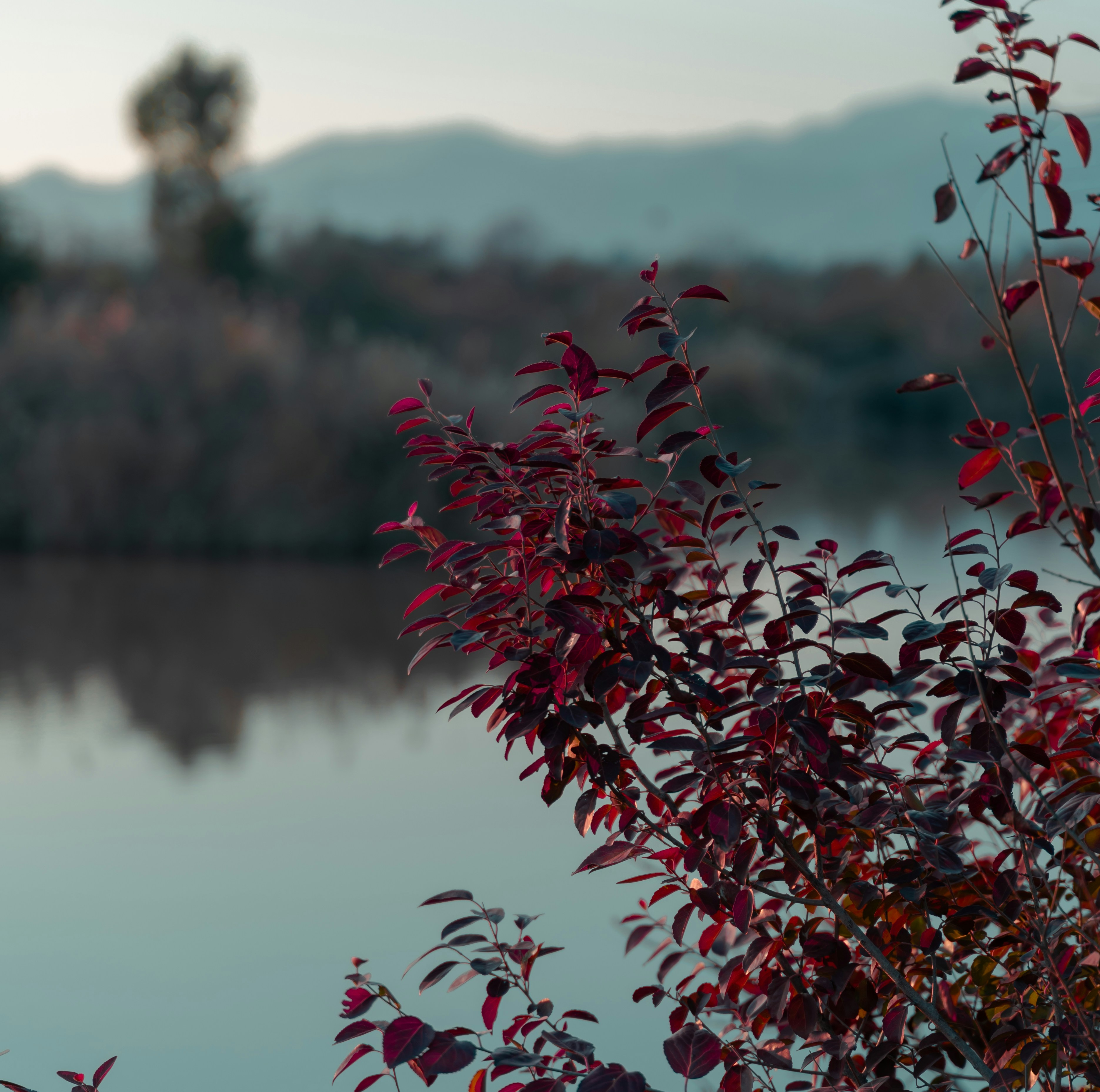 Vibrant red foliage frames a tranquil lake, reflecting soft hues of dawn against distant mountains.