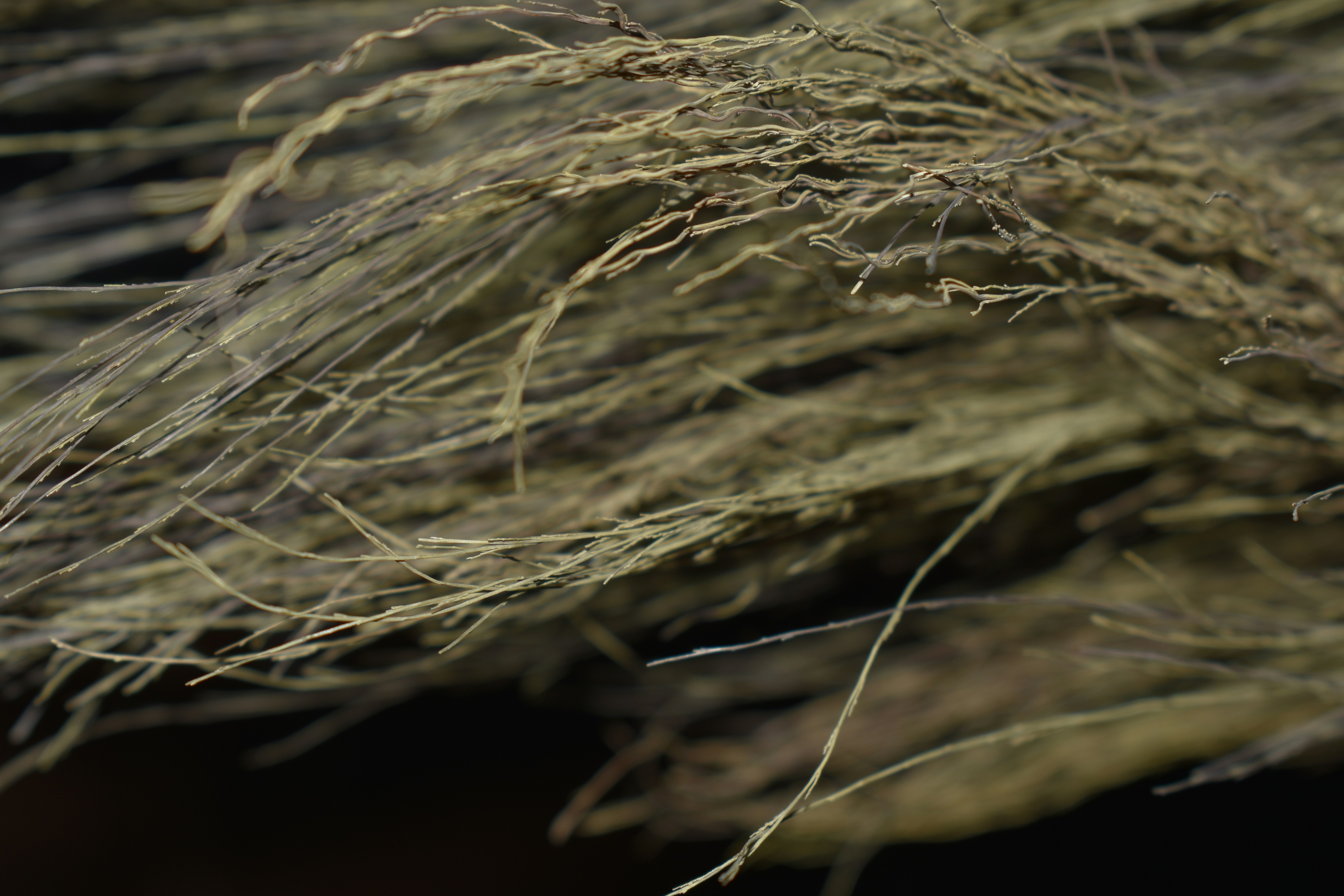 Tangled Threads of Light: A Close Capture of Dried Grass Strands