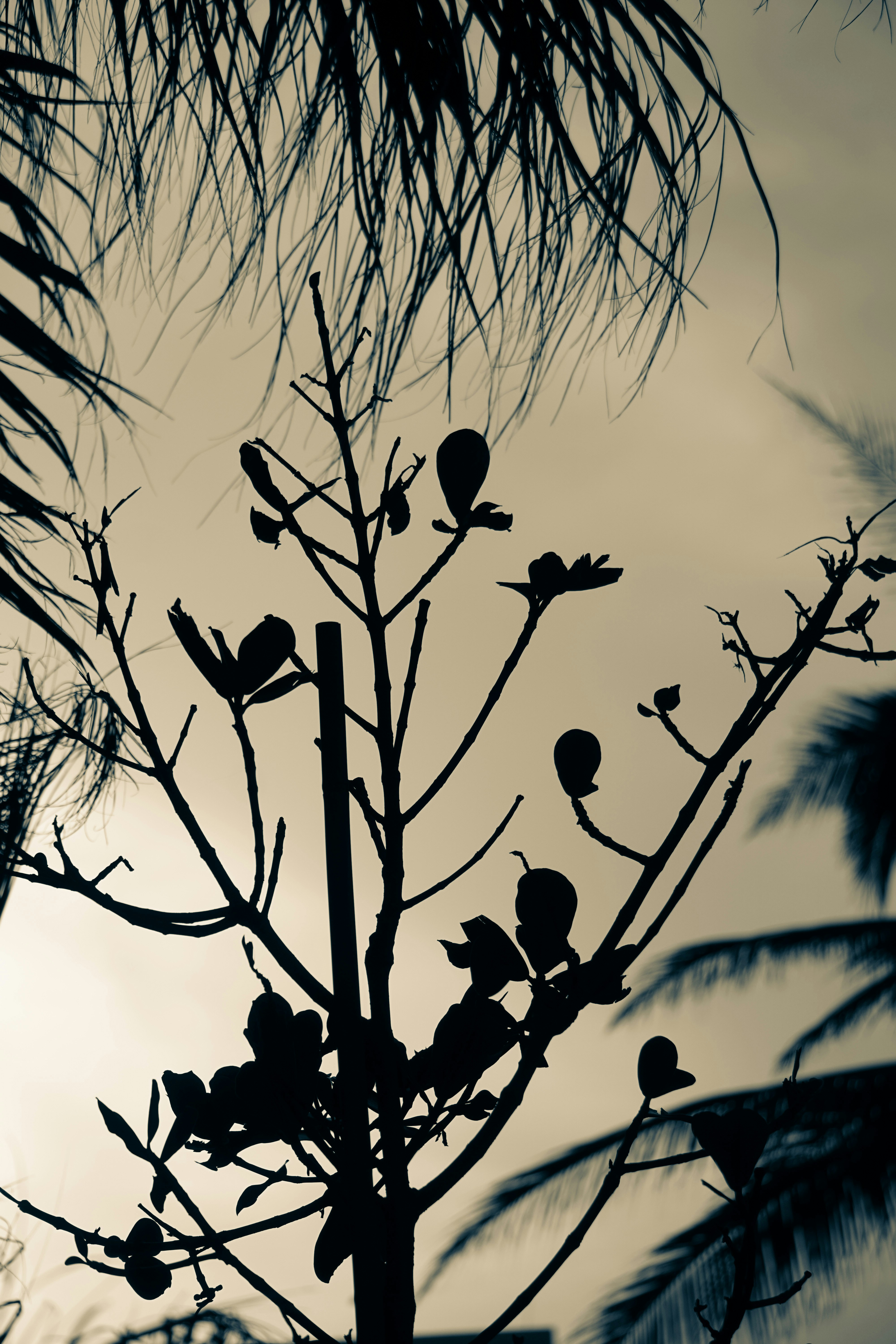 Silhouetted Branches Against a Diffused Sunset