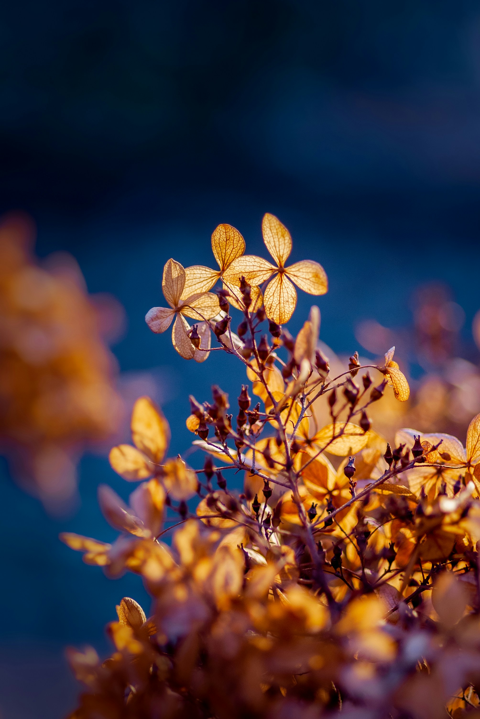 Dried hydrangea on the winter sun

