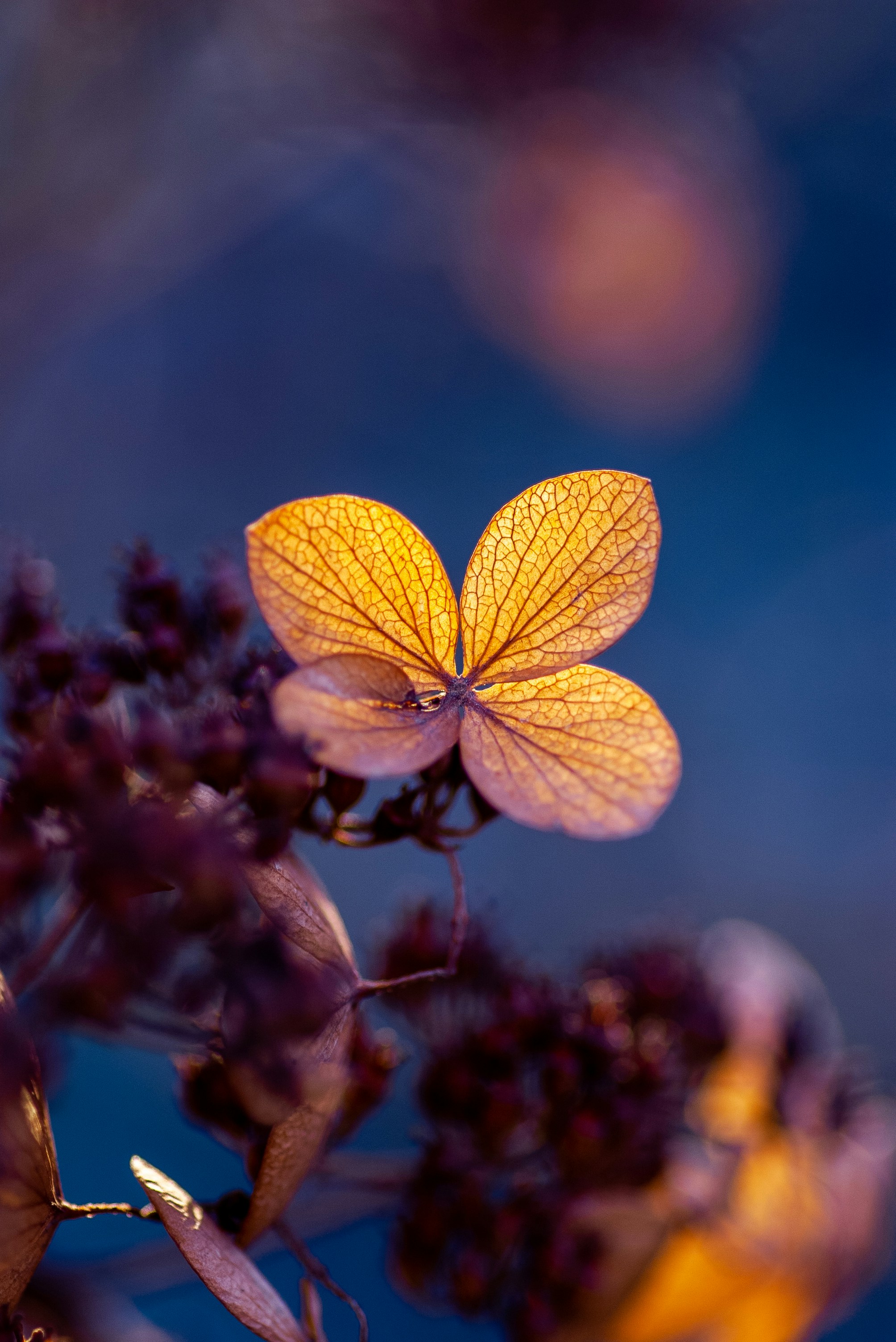 Close-up photograph of a four-petaled leaf backlit to reveal orange veins, set against a deep blue, softly blurred background.