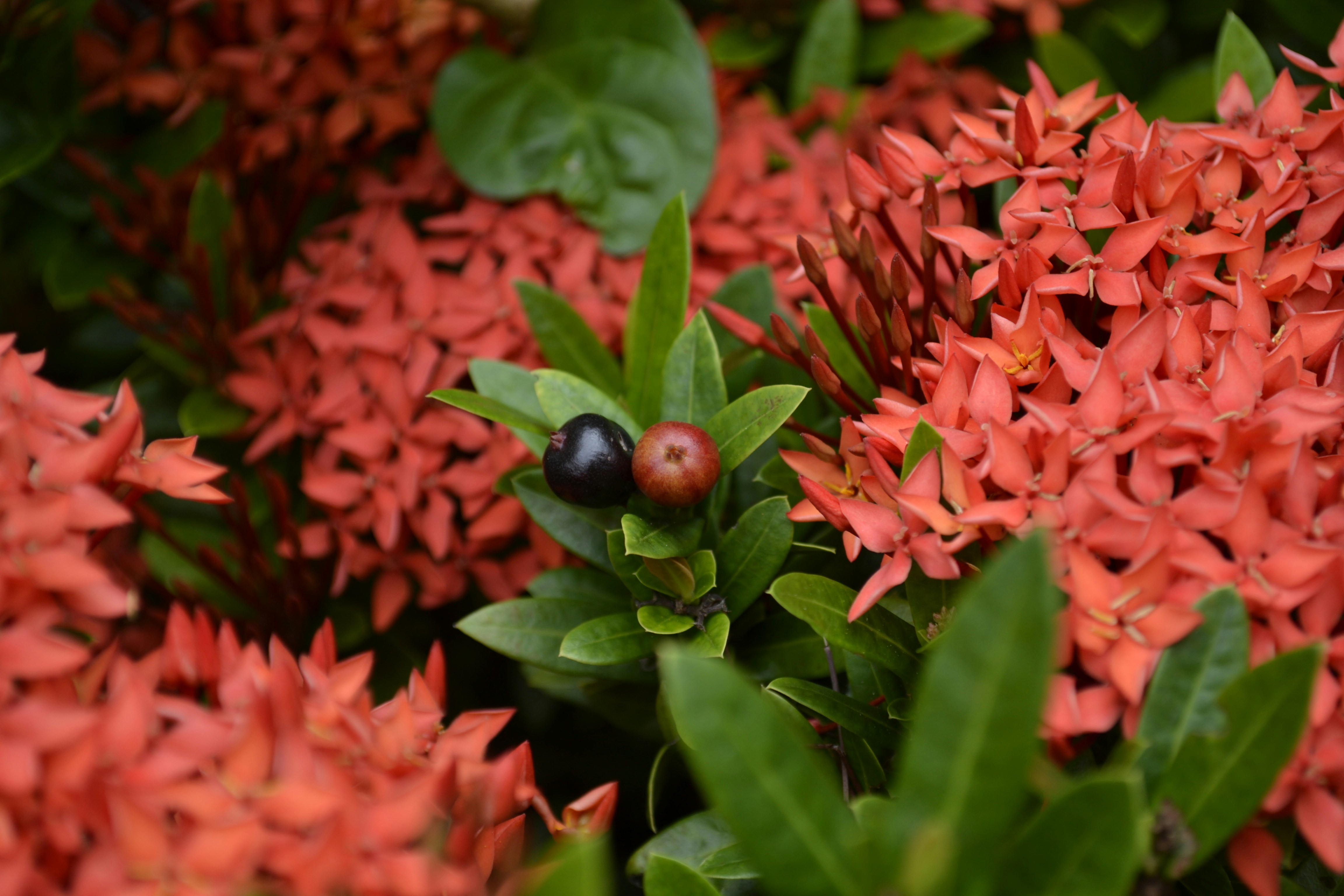 Twin Berries Nestled in a Fiery Ixora Backdrop