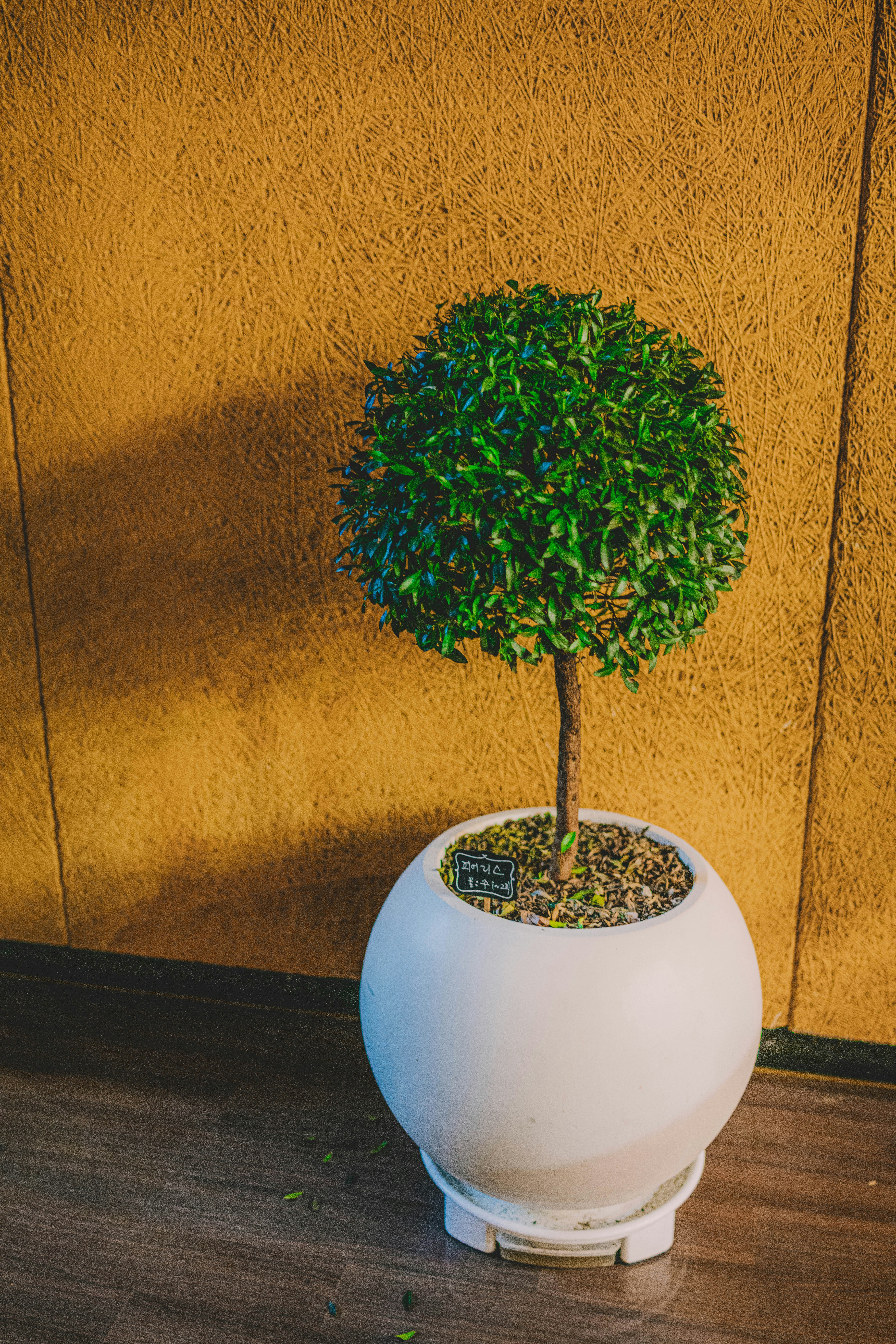 Spherical Greenery in a White Pot Against a Sunlit Amber Wall