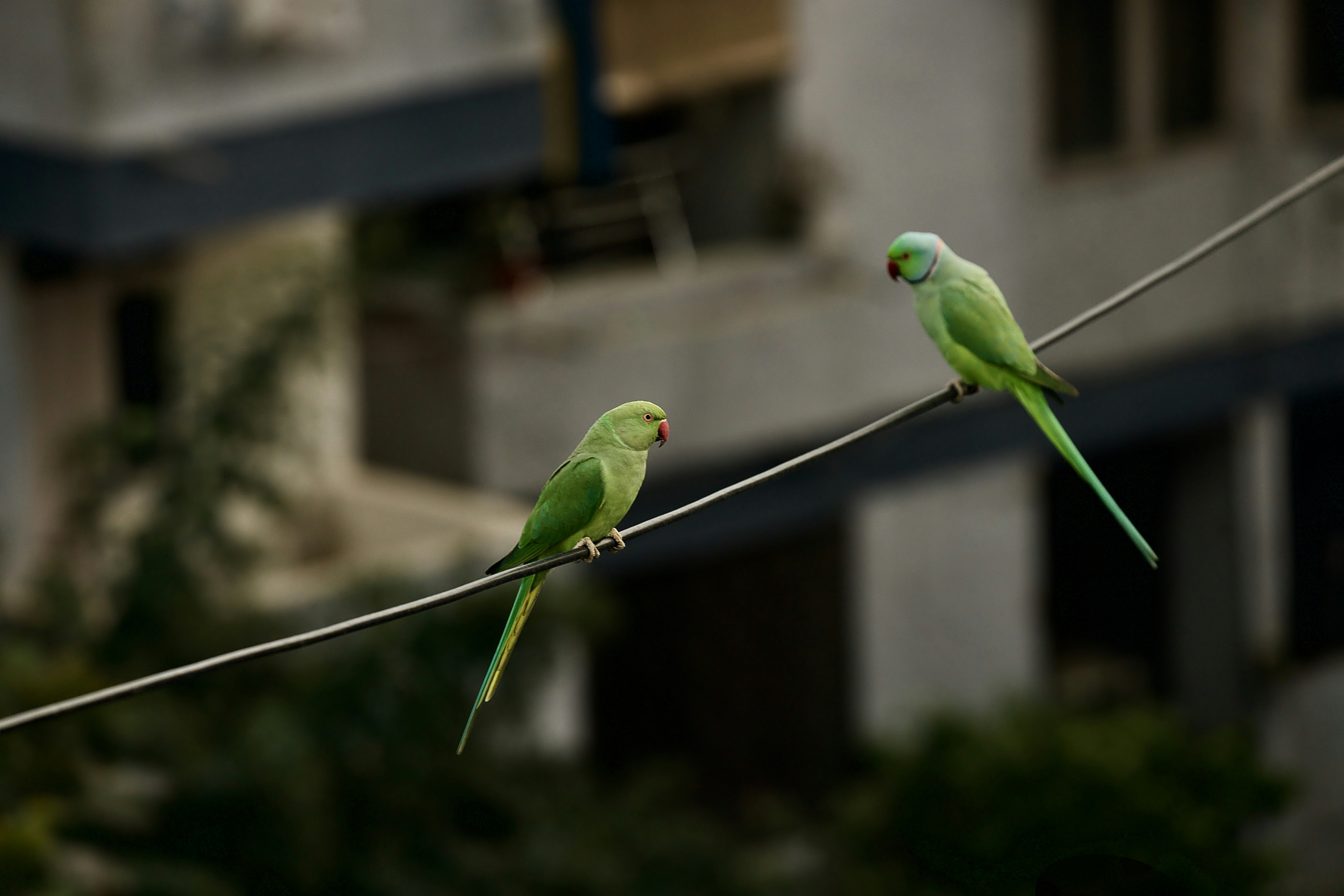 Two vibrant green parrots perched on a wire against a blurred urban backdrop. Their striking colors contrast with the muted tones of the city.