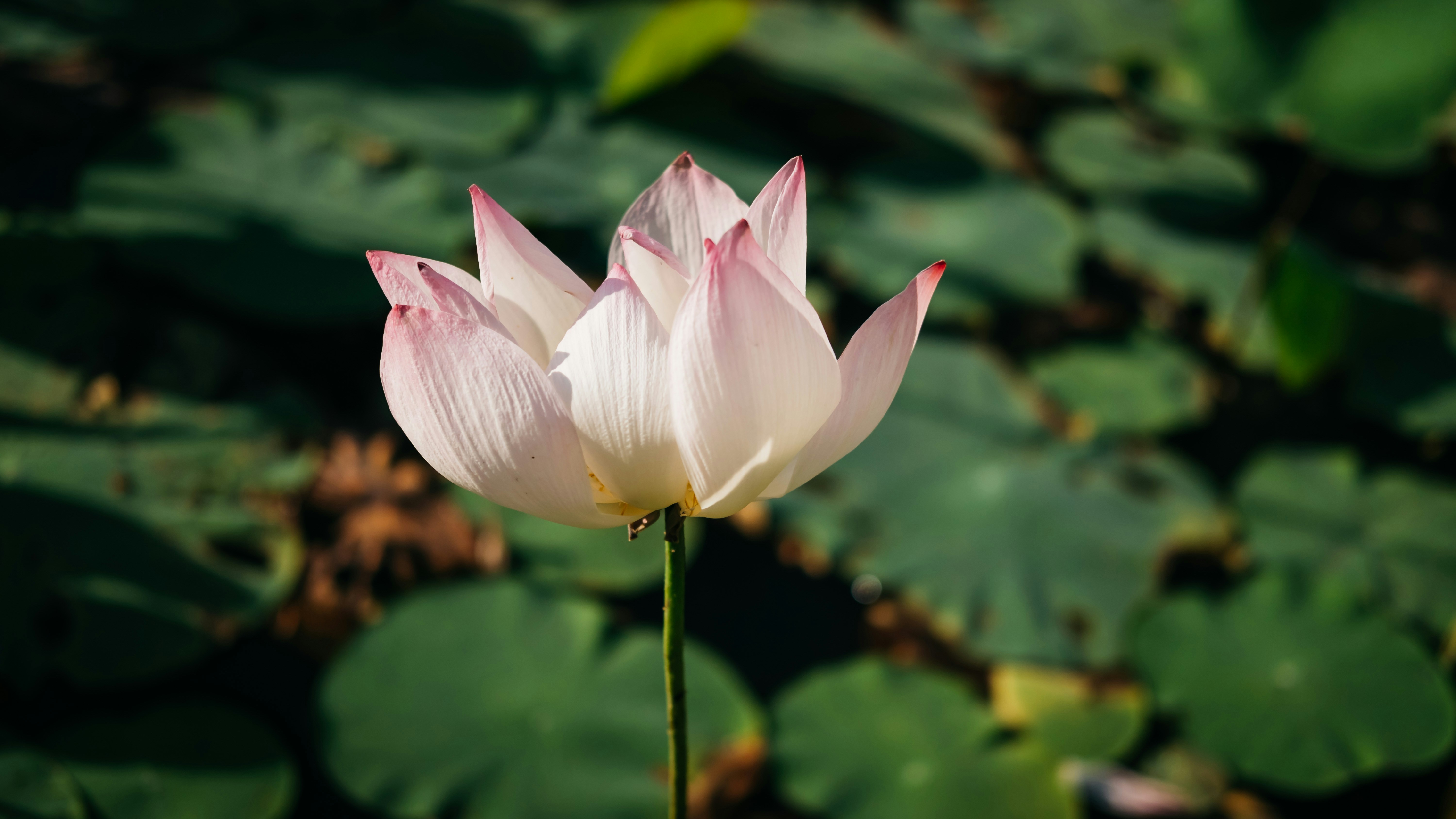 A delicate white lotus flower stands tall amidst lush green lily pads, embodying tranquility and grace.