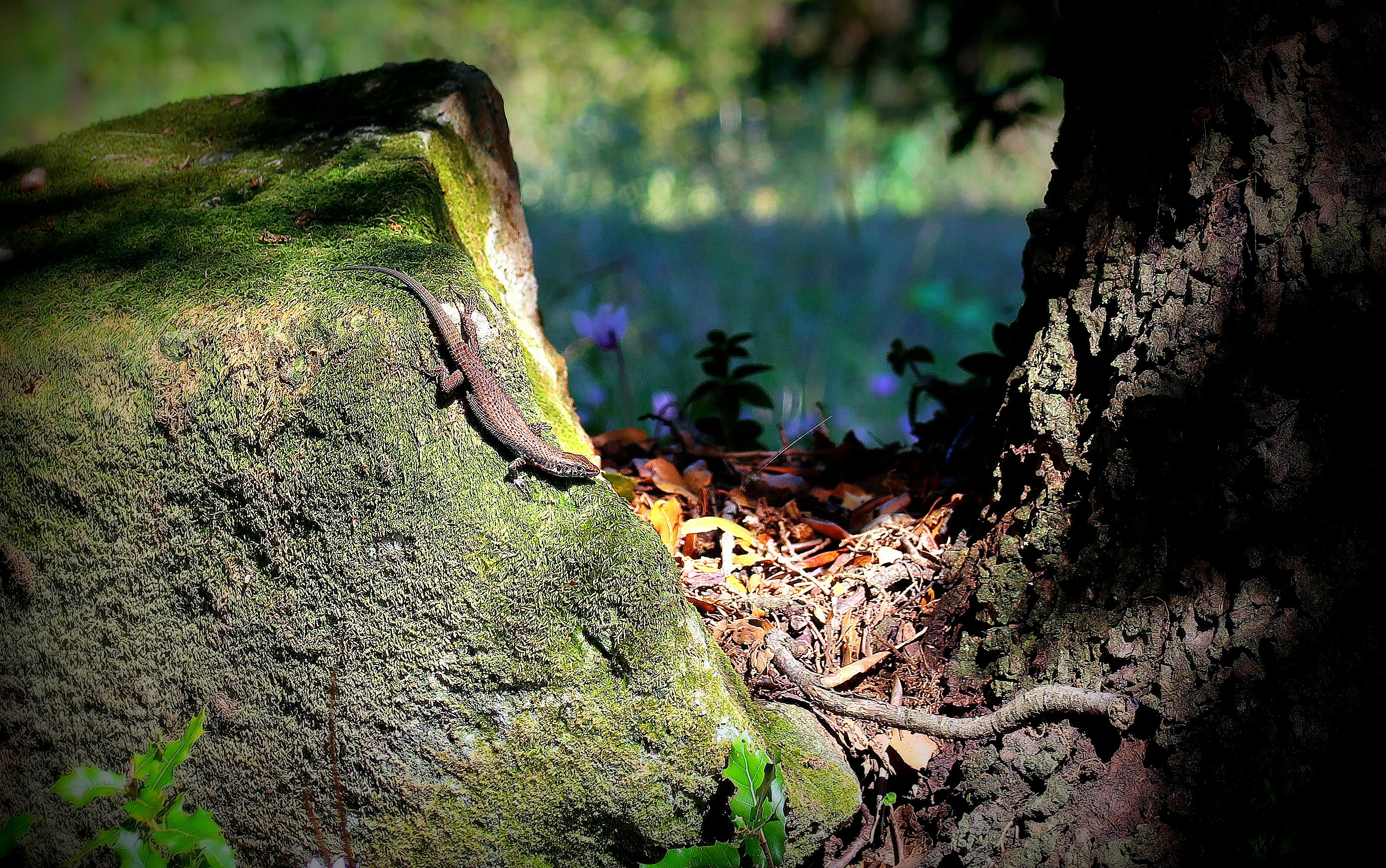 Photo by GEORGE VERGIS with Canon PowerShot G7 X Mark II