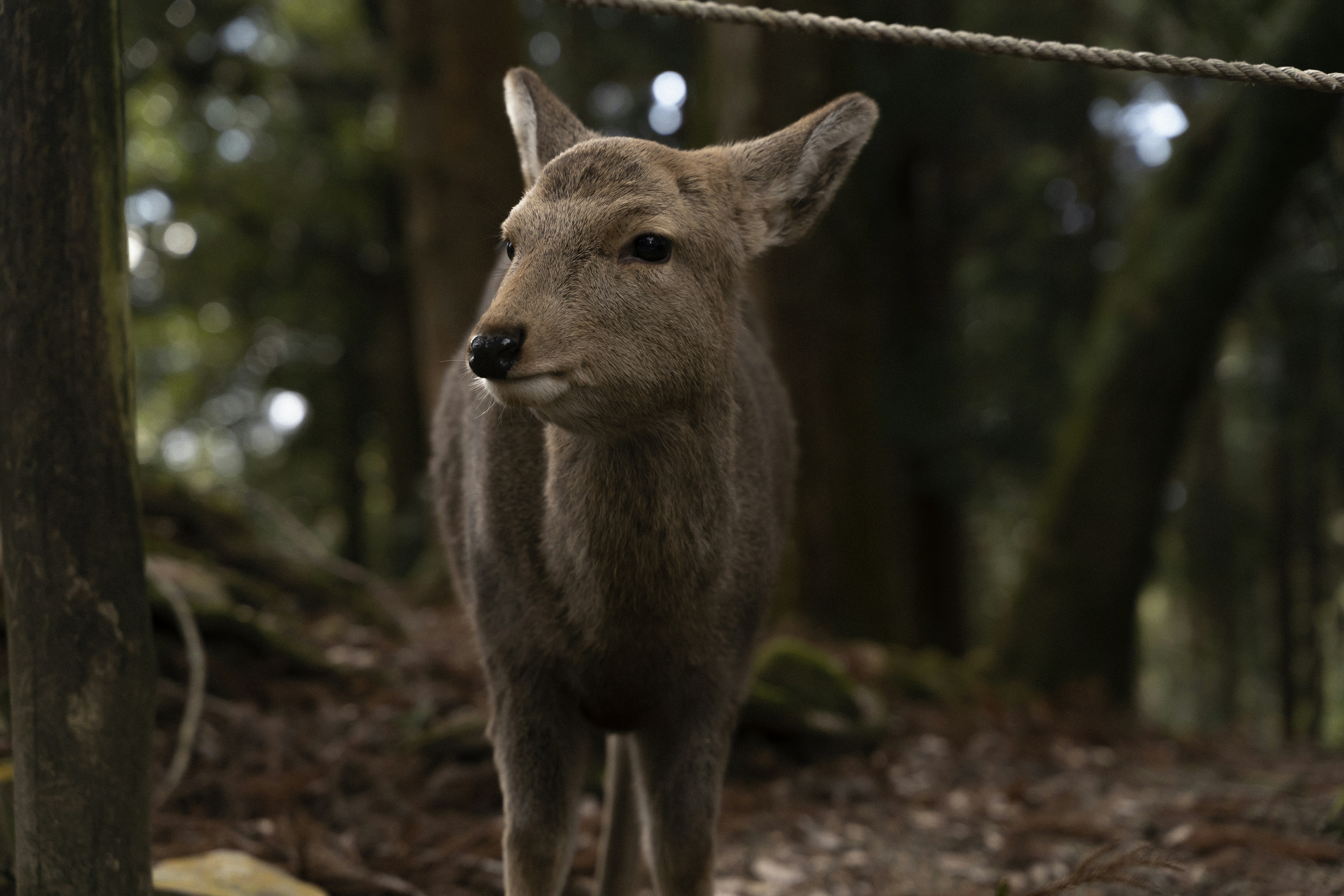 brown deer standing on ground during daytime