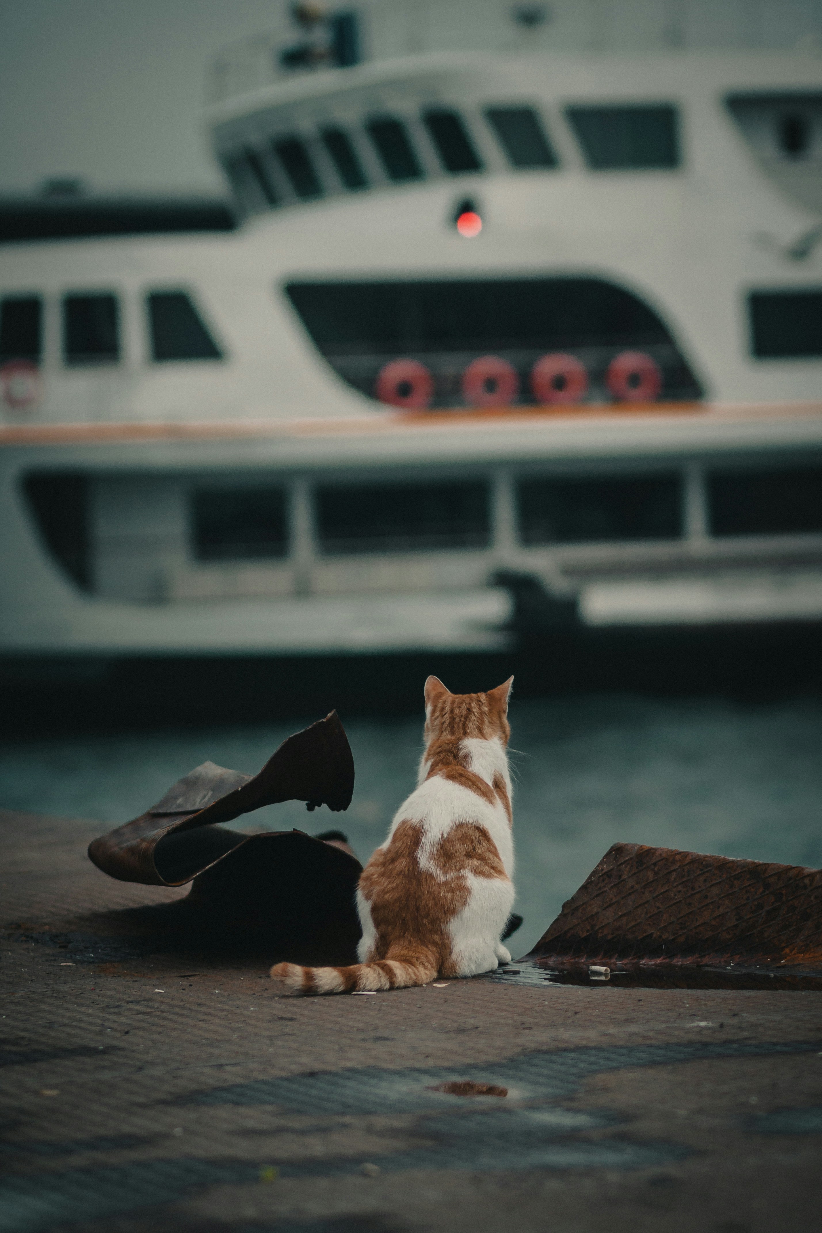 Awaiting Departure: Cat on the Pier Watching the Ferry