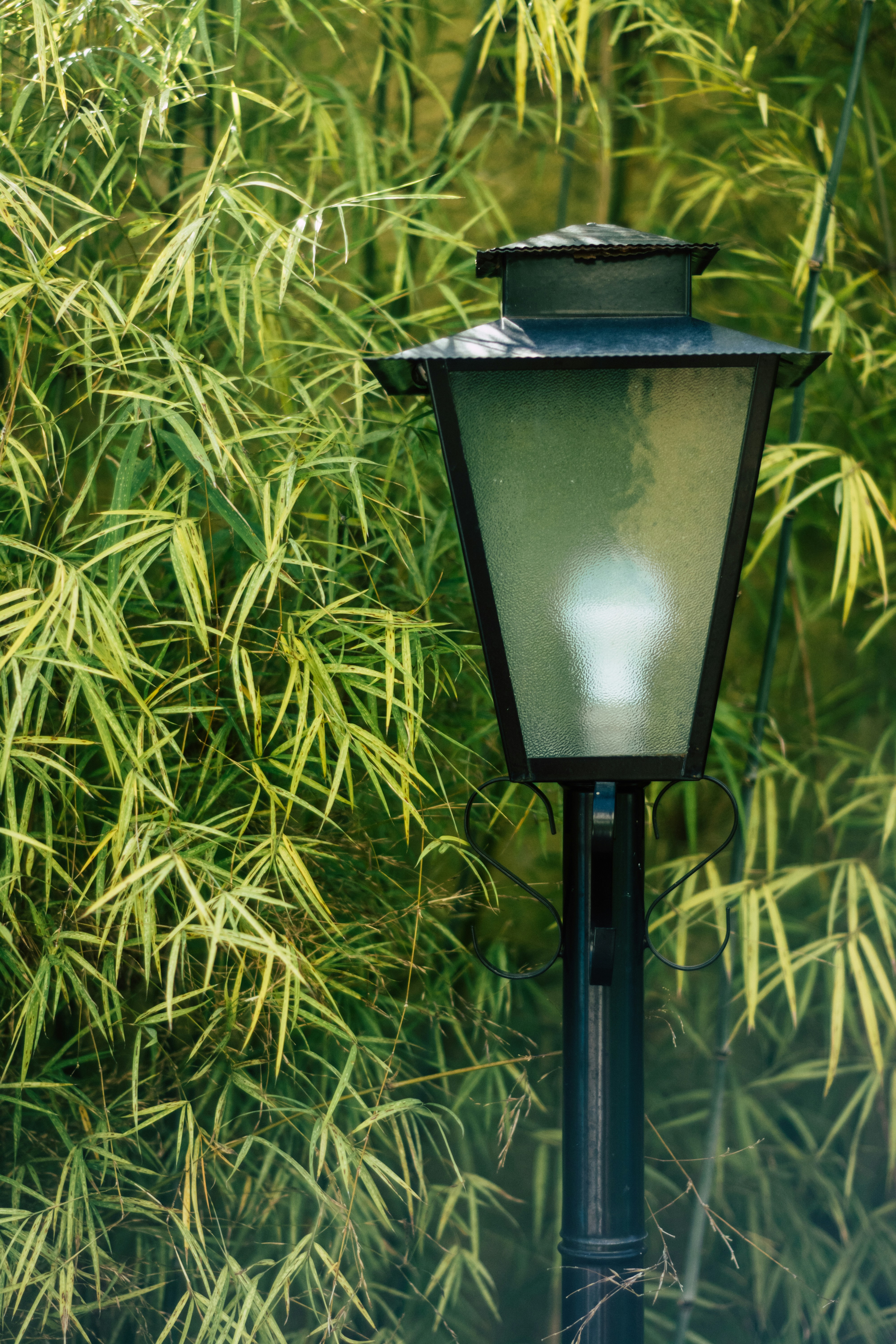 Lone Lantern Amid a Bamboo Veil