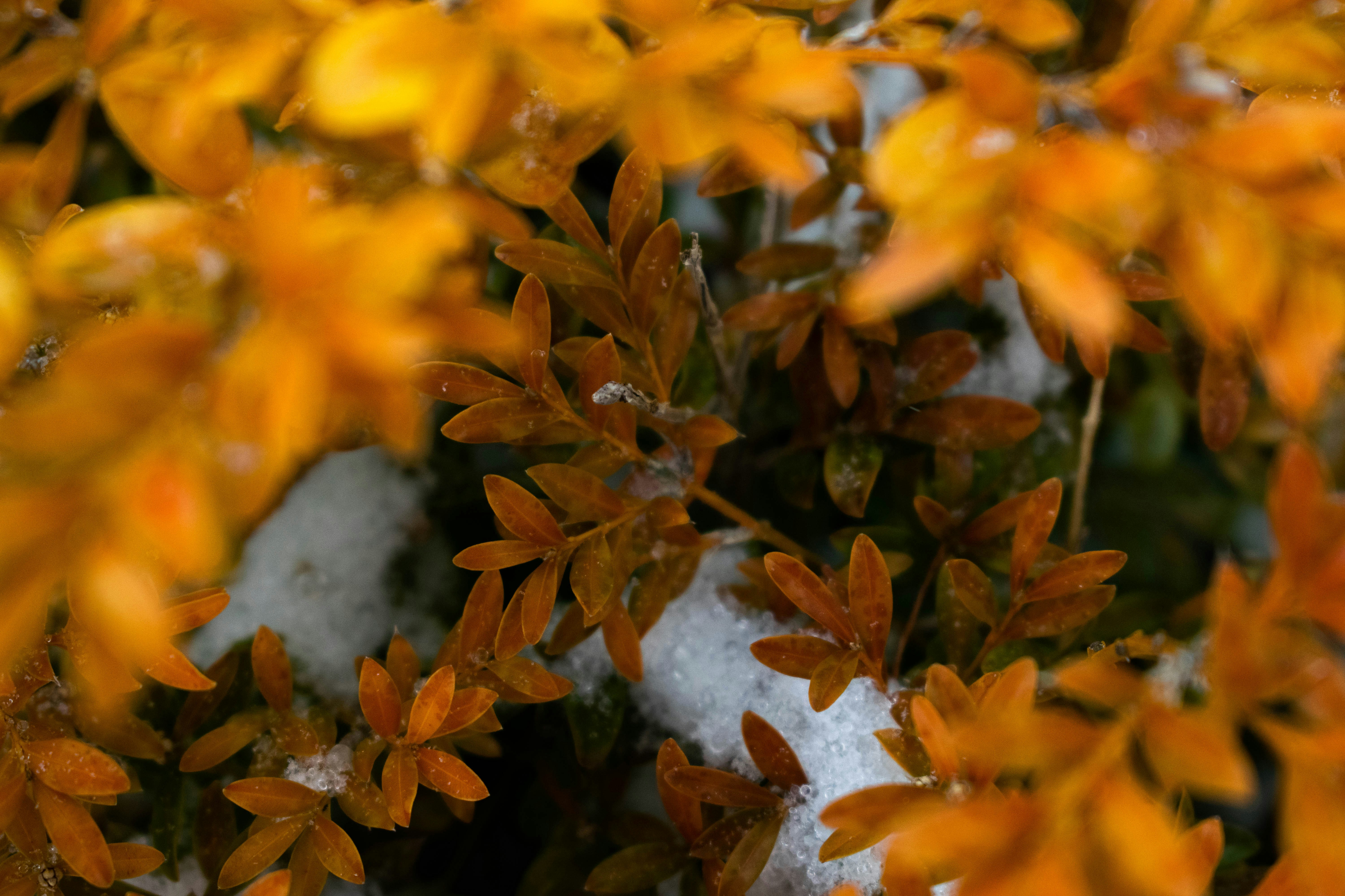 yellow flowers with green leaves