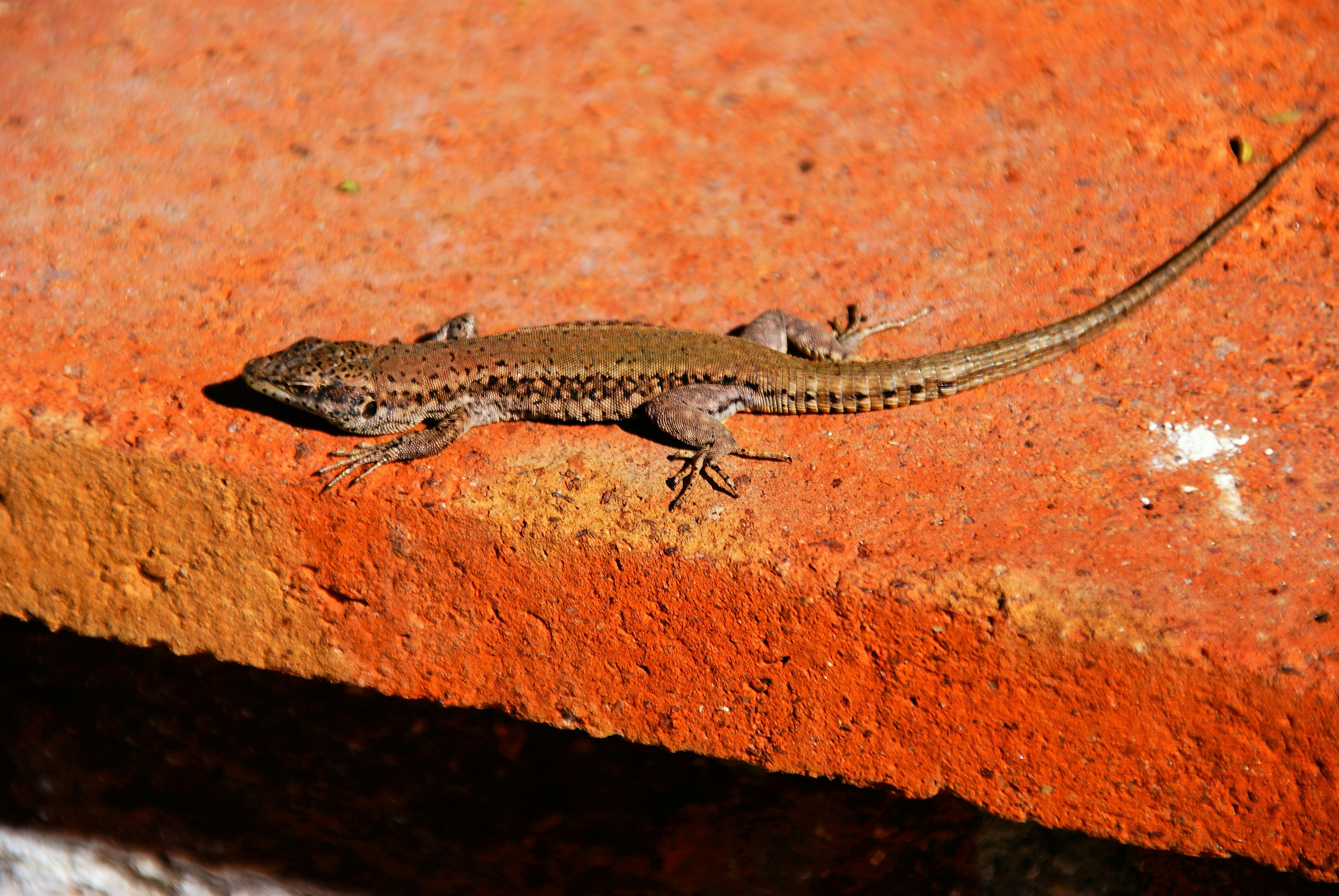 A lizard basking on a sunlit orange surface, showcasing intricate patterns and textures. The vibrant colors contrast with the background, emphasizing the subject's details.