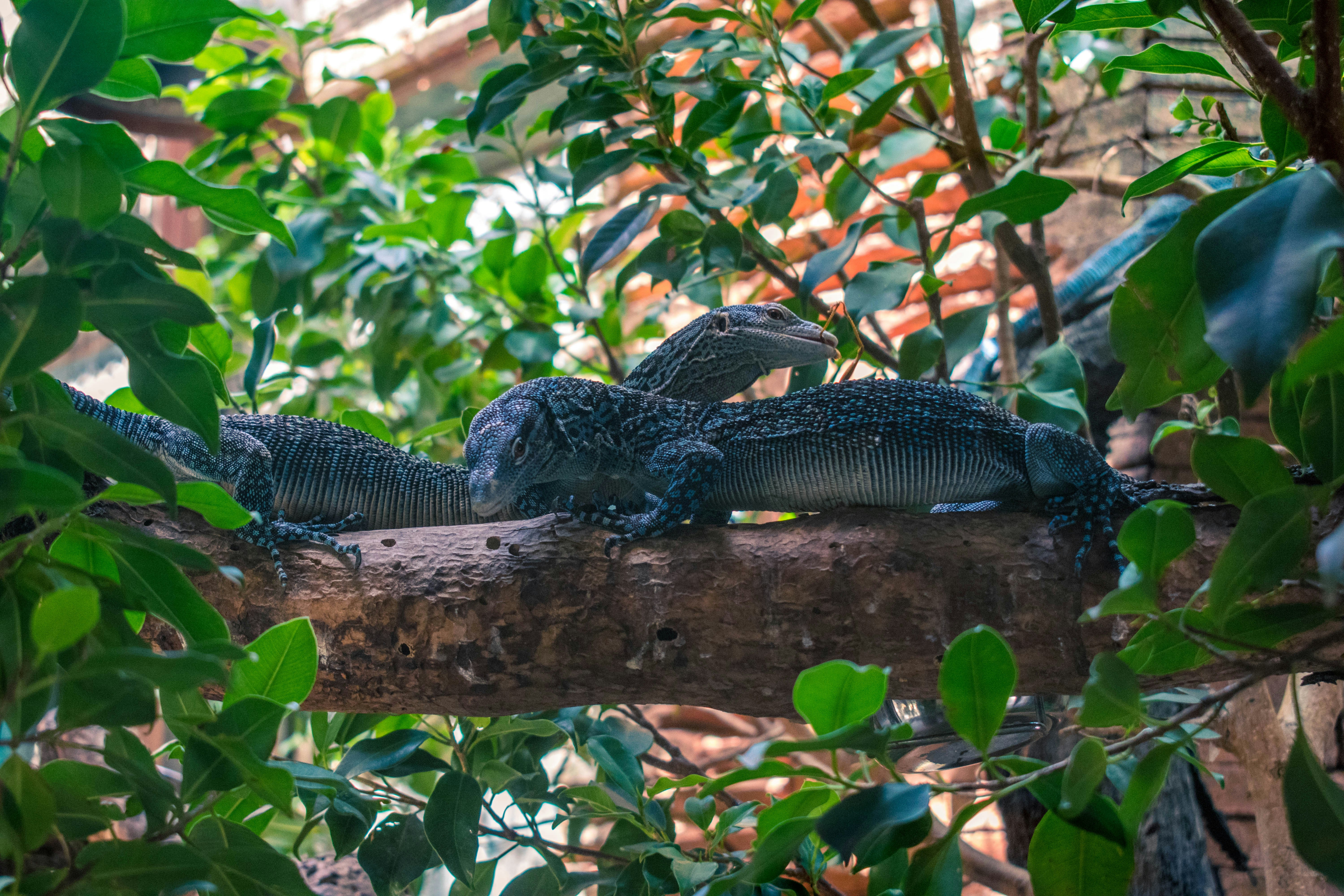 black and white lizard on brown tree branch during daytime