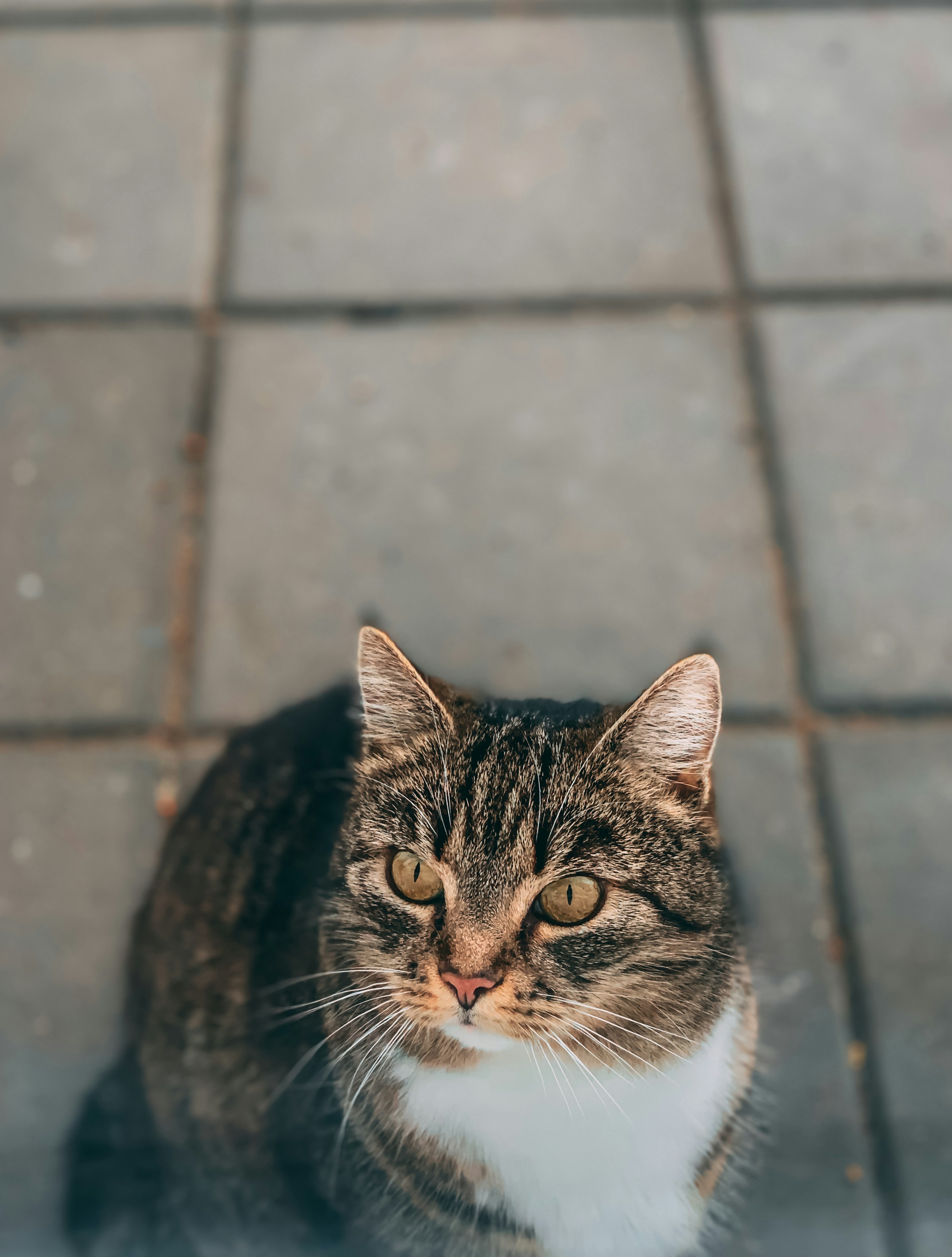 Tabby cat with striking green eyes gazing upward, set against a backdrop of textured stone tiles.