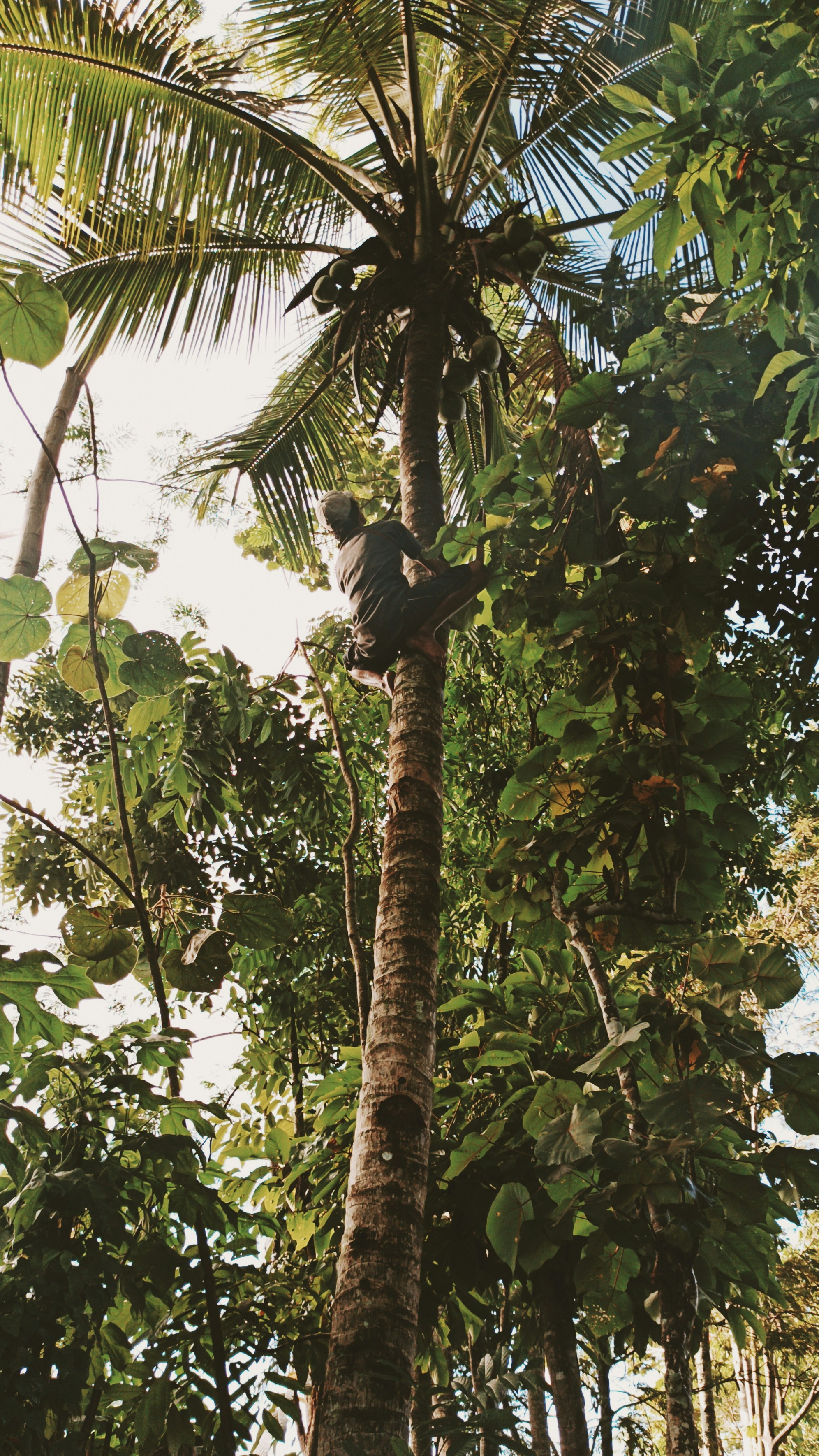 A climber ascends a tall coconut tree surrounded by lush greenery, showcasing traditional harvesting techniques in a tropical landscape.