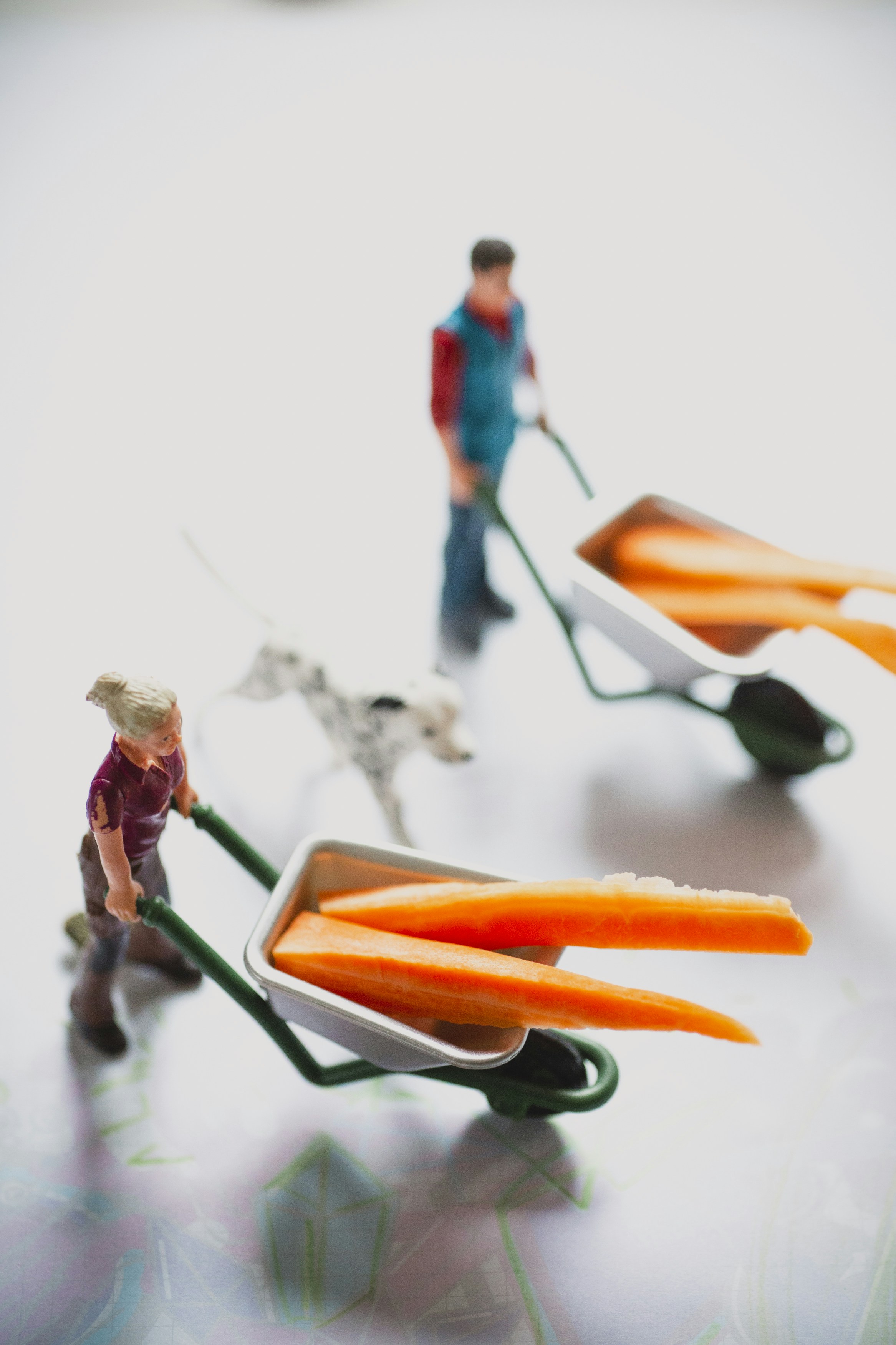 Two miniature figures with wheelbarrows filled with carrots, accompanied by a dog, create a playful garden narrative.