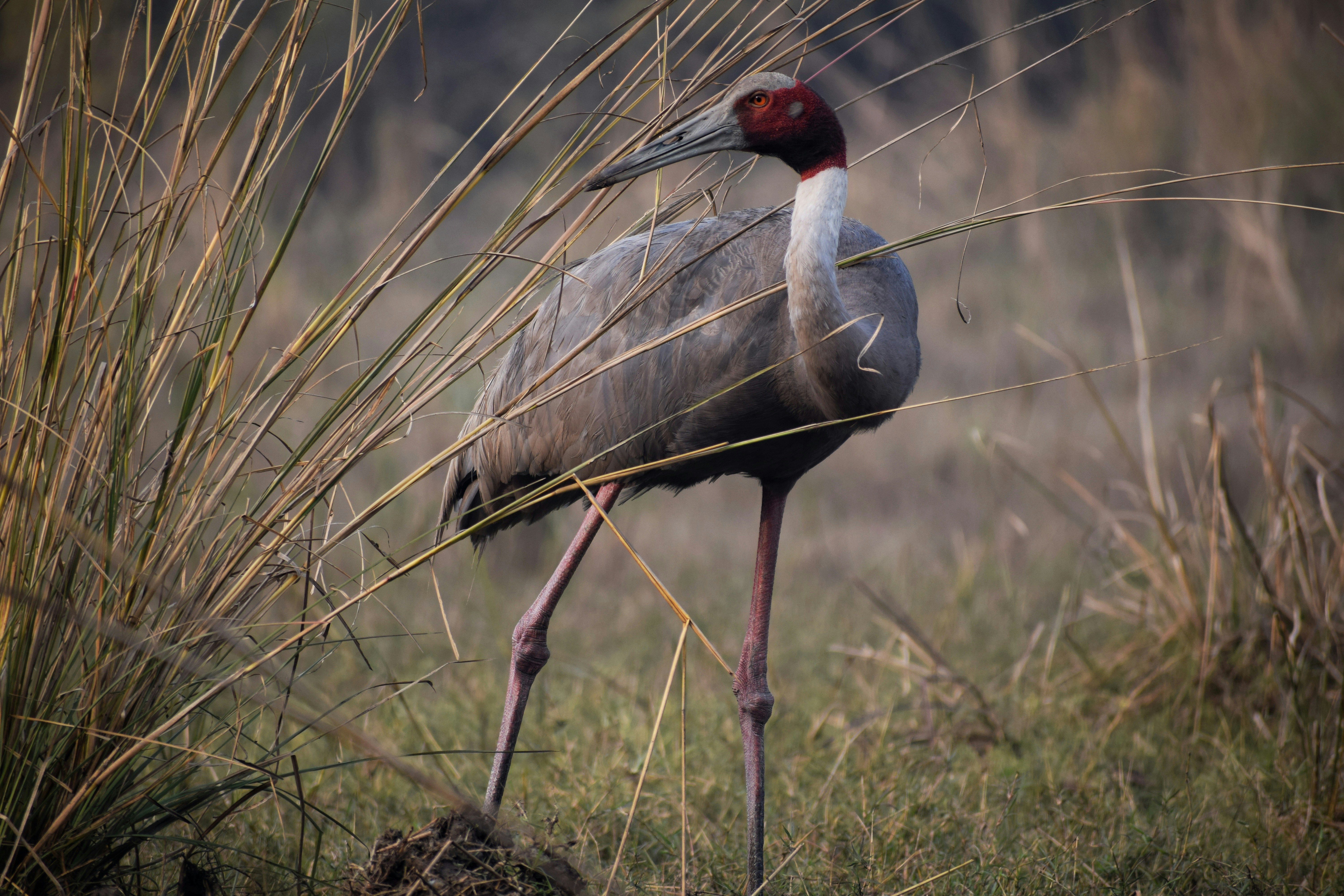 Sarus crane standing amidst tall grass in a tranquil wetland at dusk.