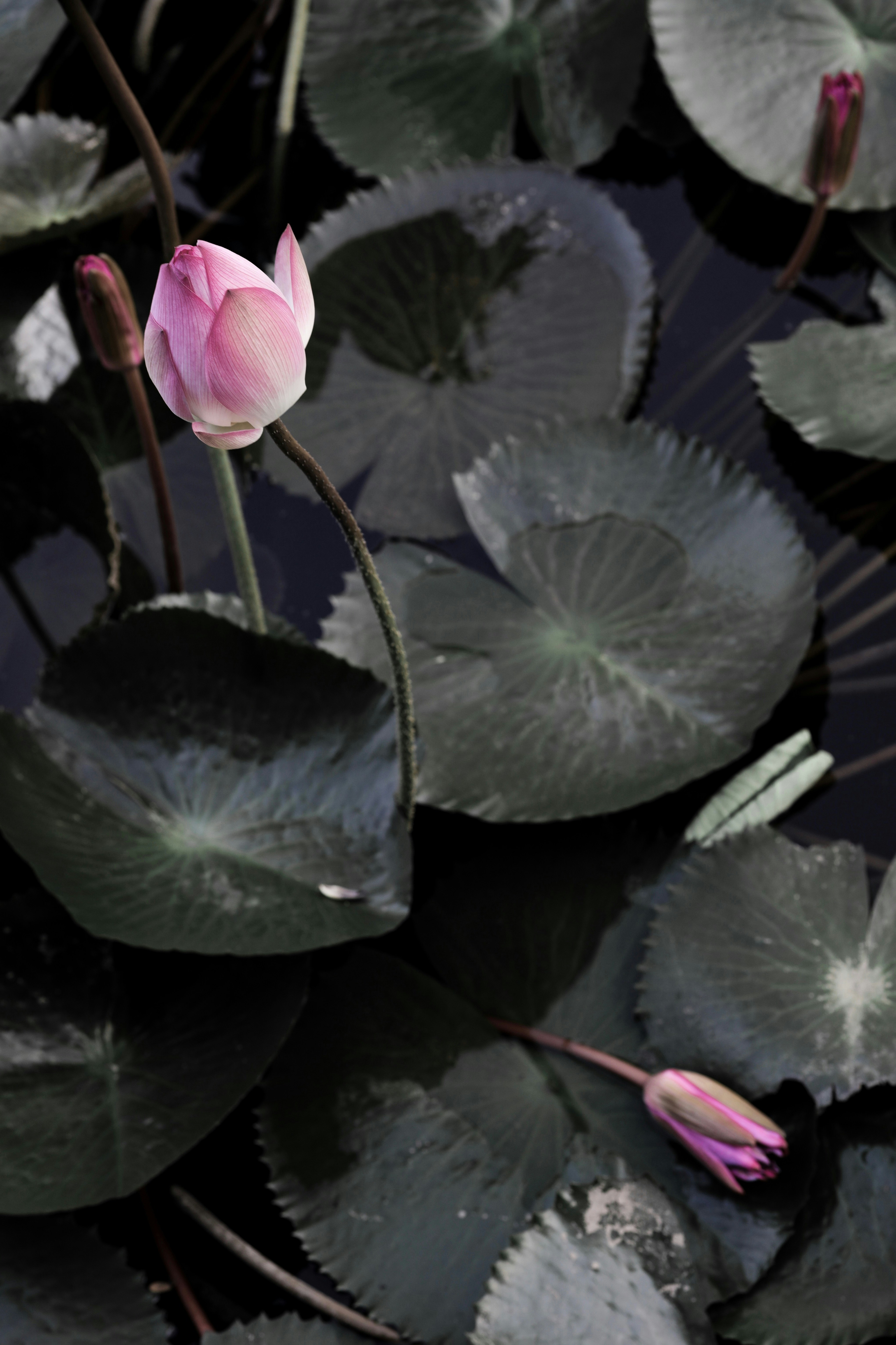 Black Lotus Flower Wallpaper