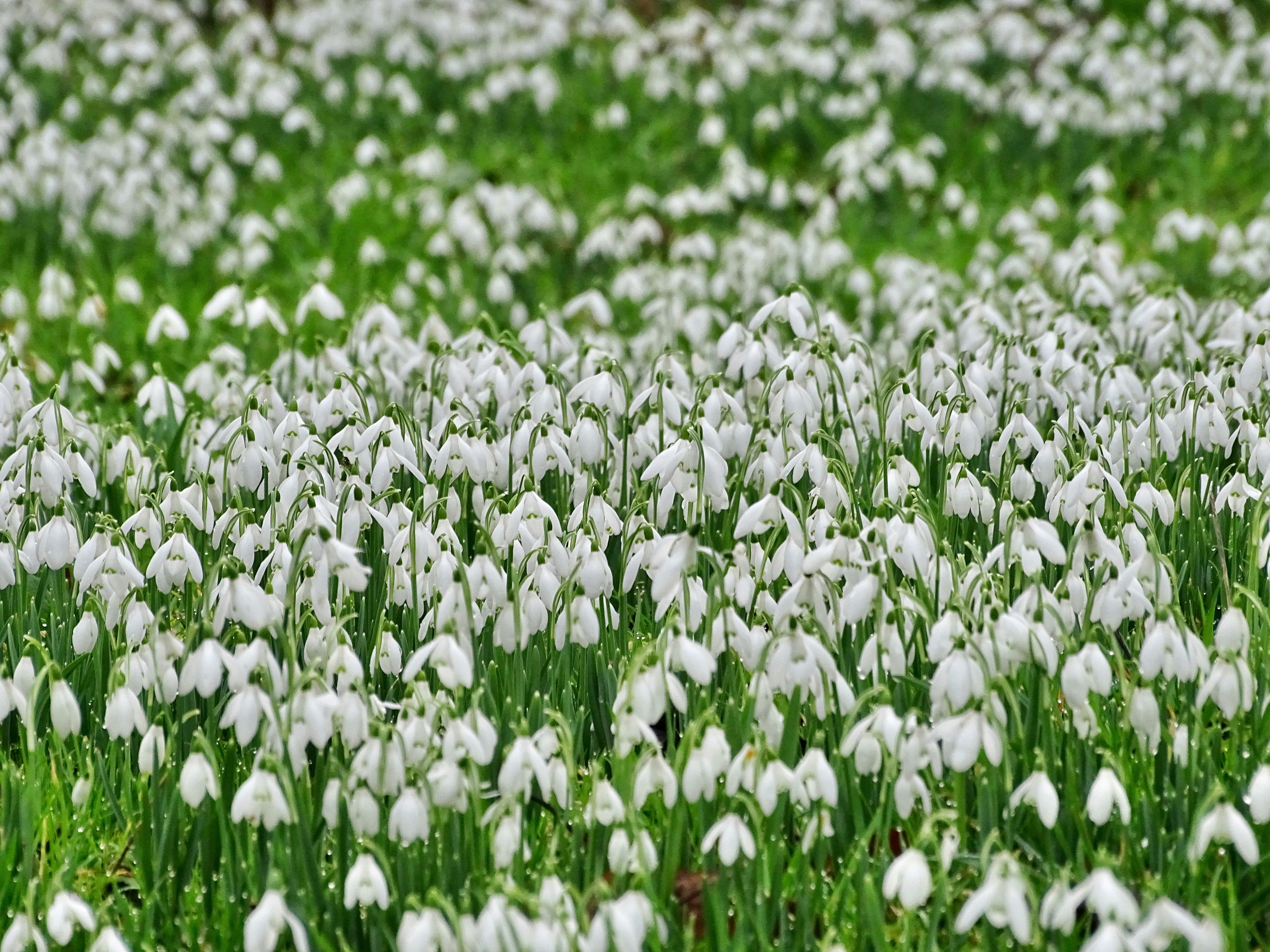 Carpet of Snowdrops: Quiet Waves of White in Spring Light