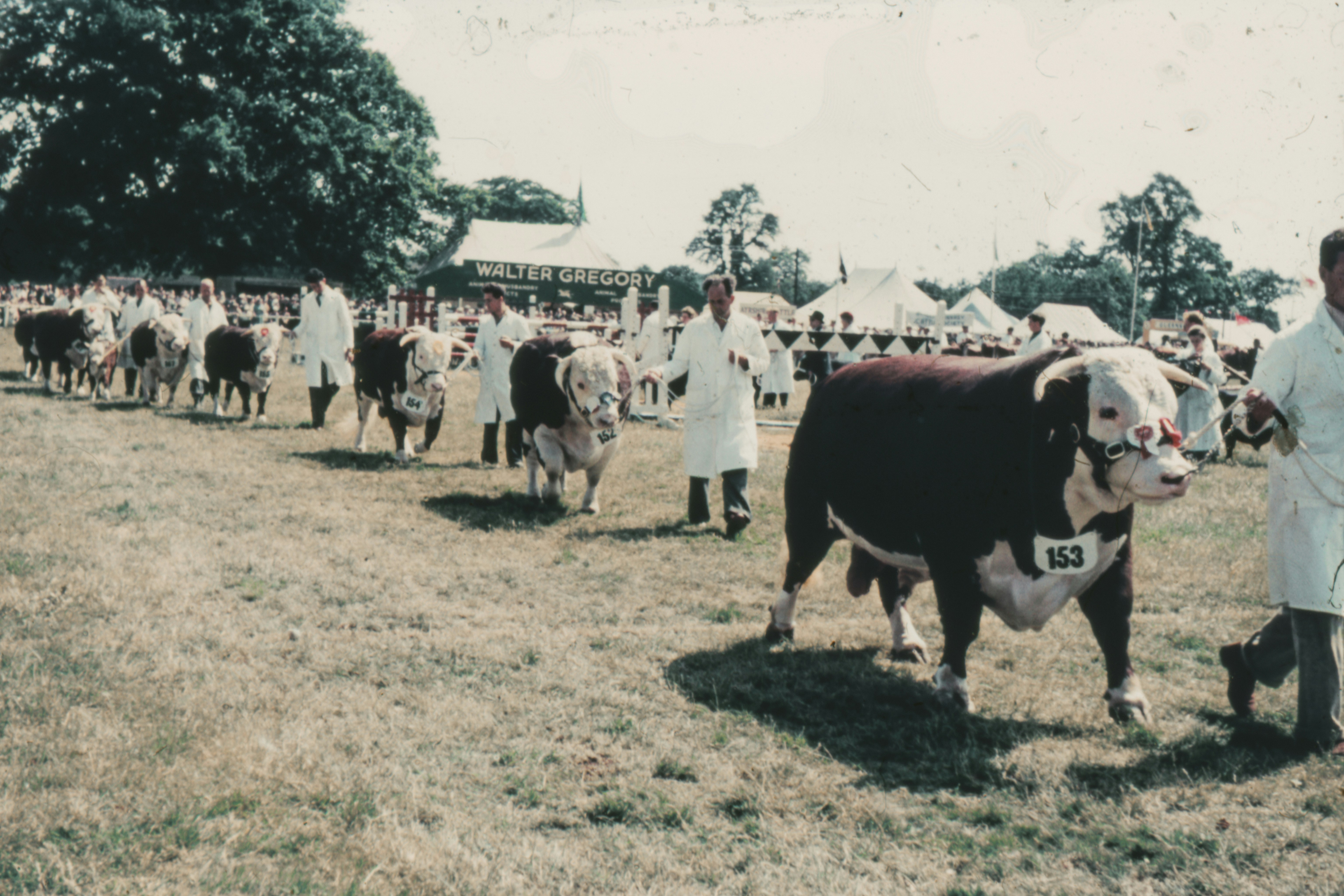 Front-Runner in a Vintage Cattle Show