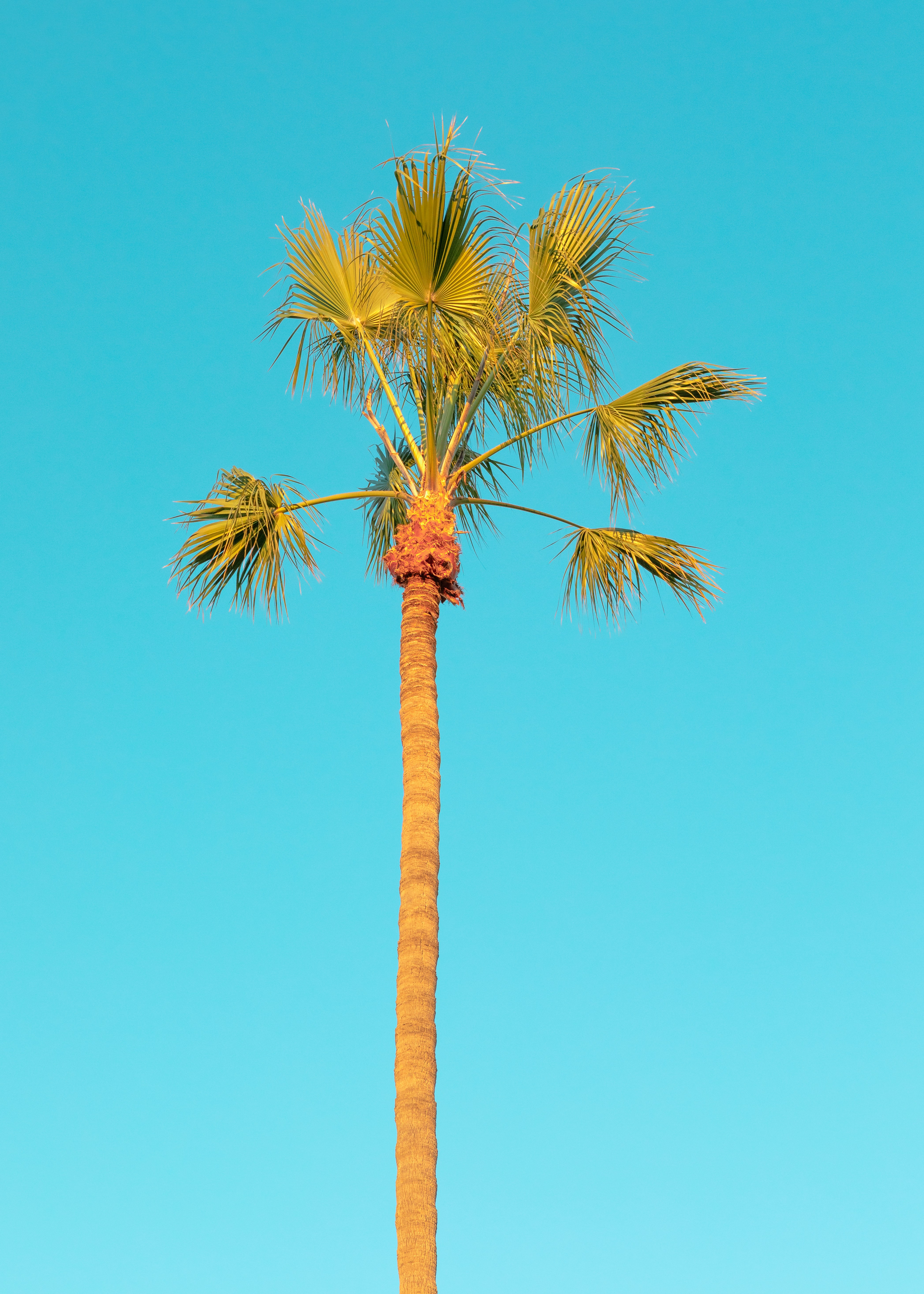 Tall palm tree reaching towards a clear blue sky, showcasing vibrant green fronds and a sturdy trunk.