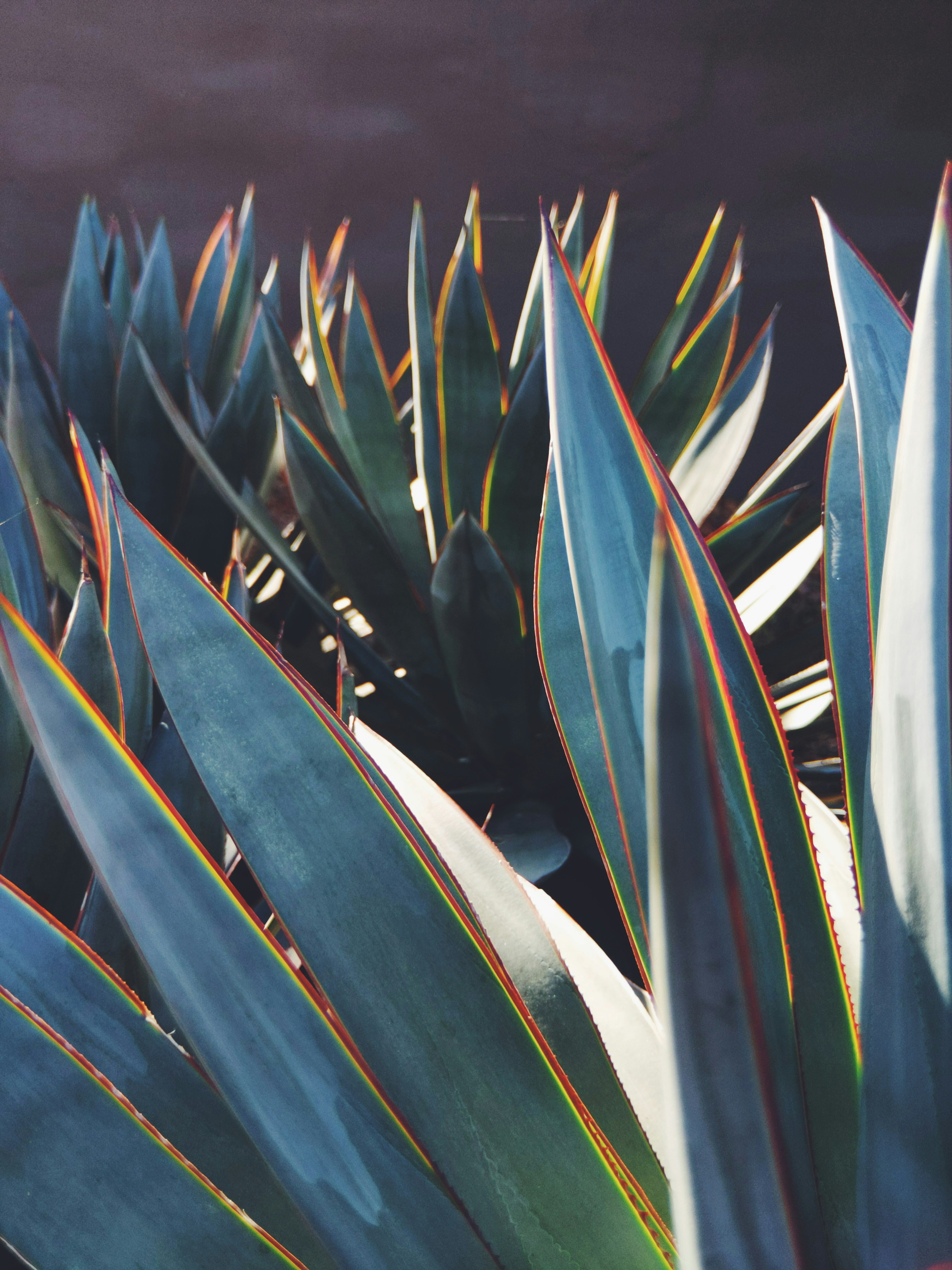 Blue Agave Pictures | Download Free Images on Unsplash