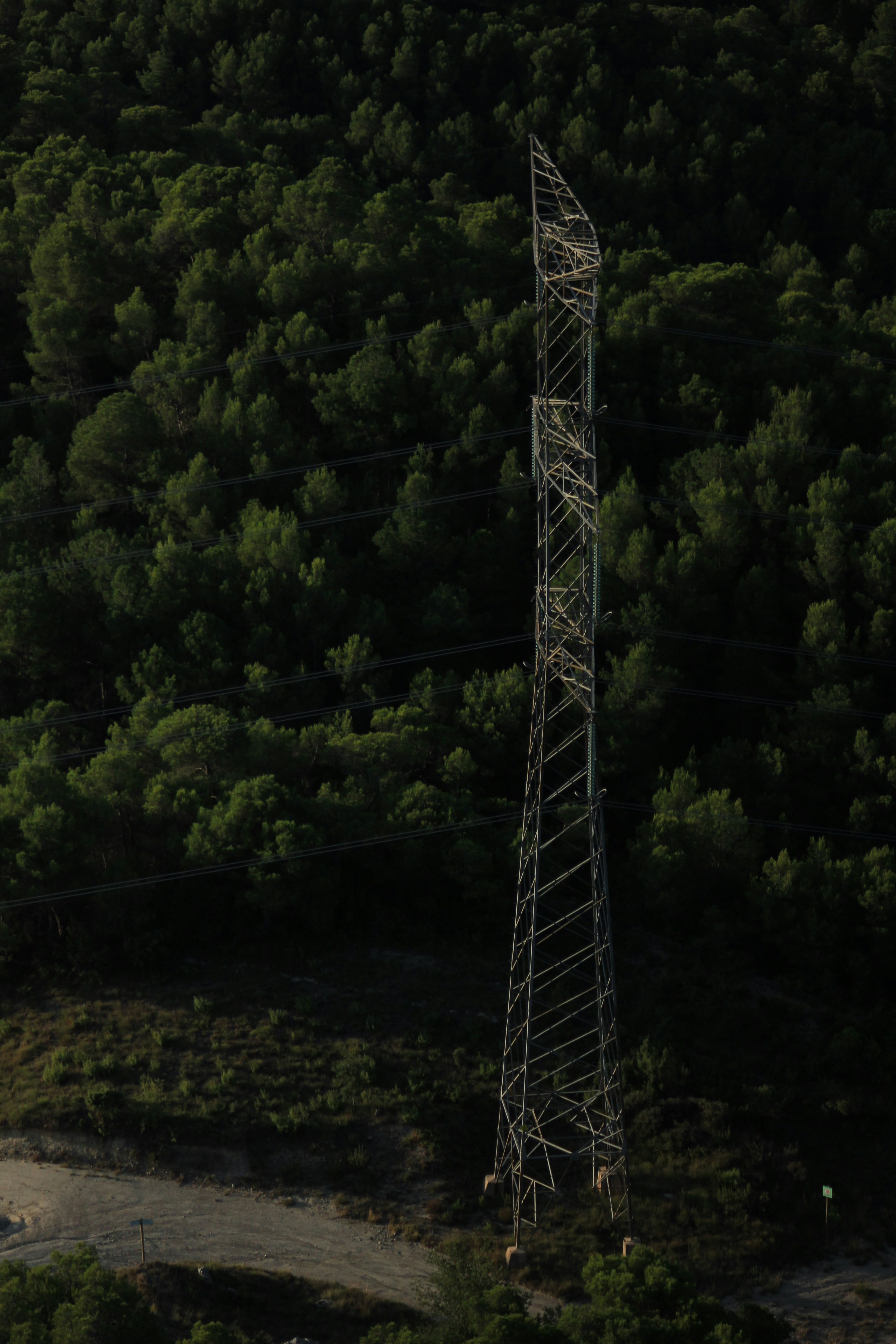 Tall Lattice Tower Rising from Pine Forest
