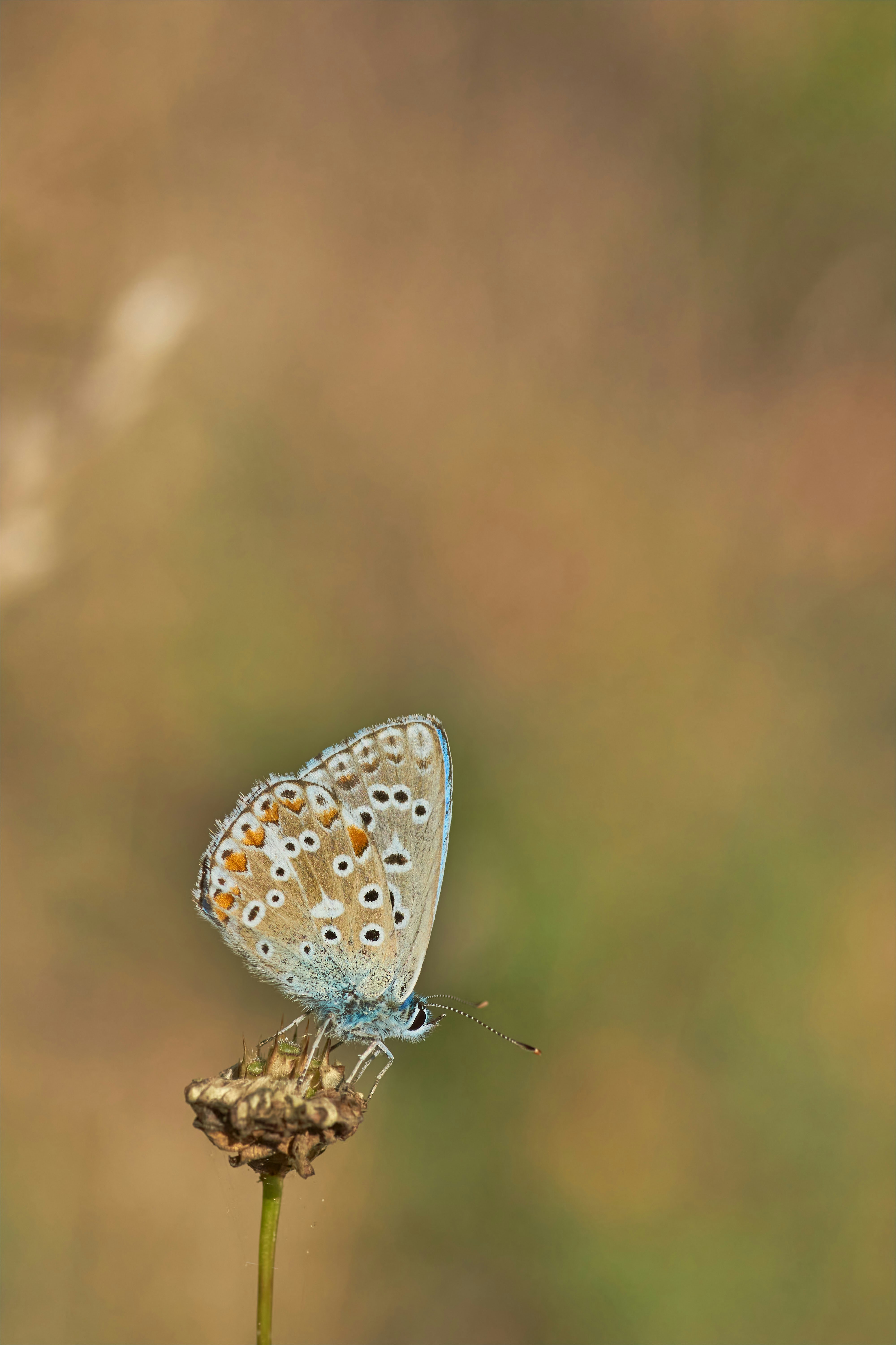 A butterfly perched gracefully on a dried flower stem, showcasing intricate wing patterns against a softly blurred background.