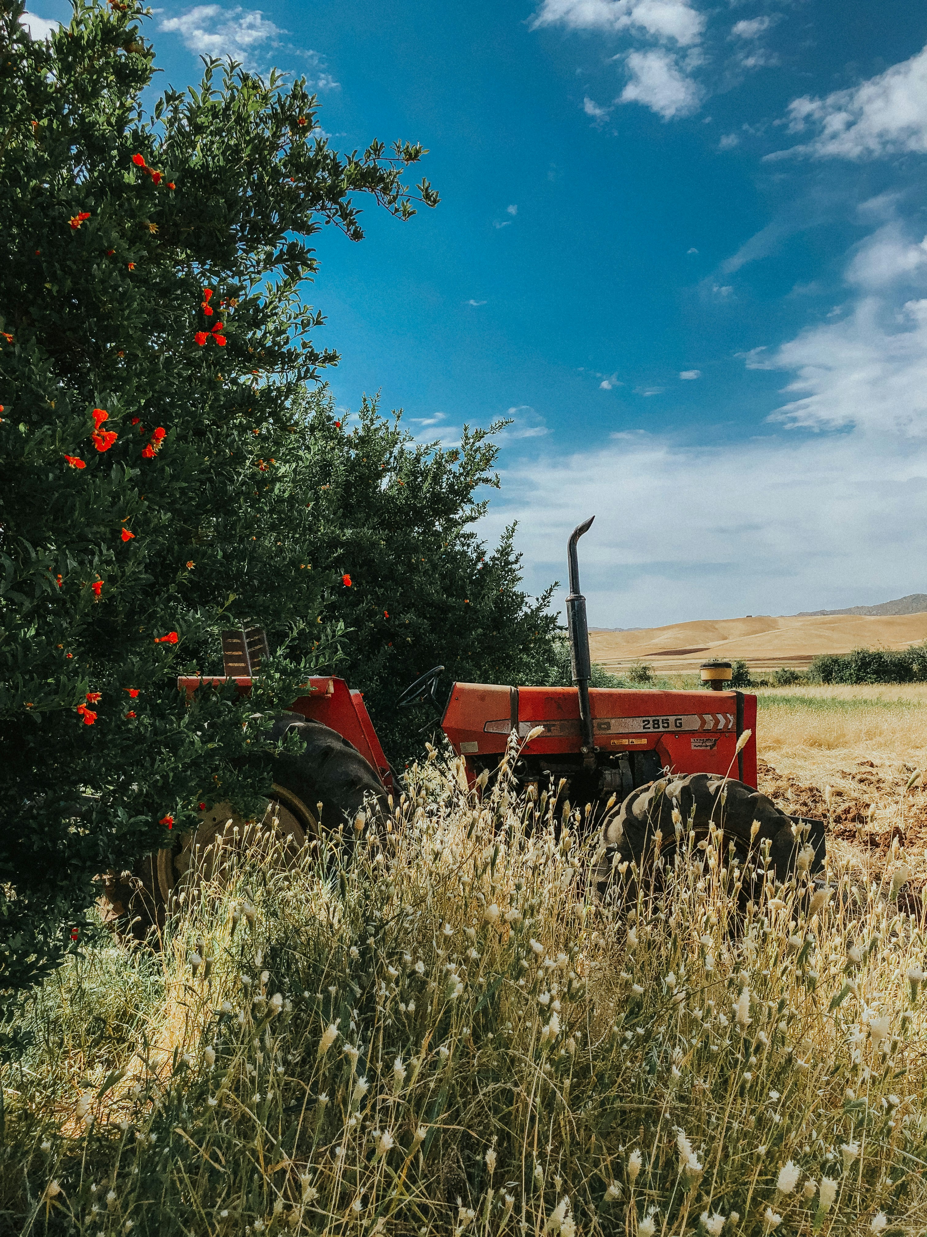 Red Tractor in a Sunlit Orchard, Framed by Wild Grass