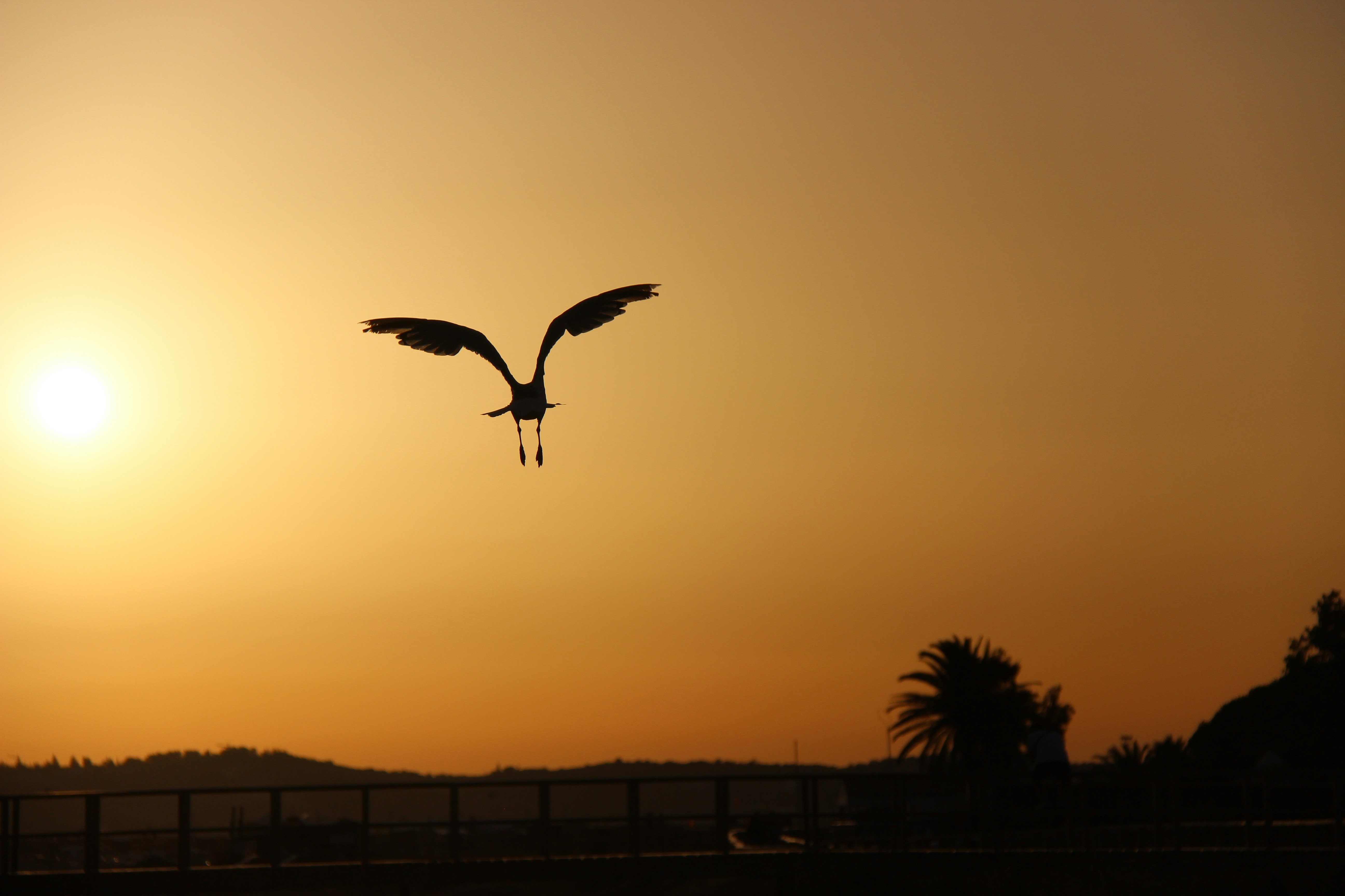 Silhouette Over the Golden Horizon: A Lone Bird in Flight at Sunset