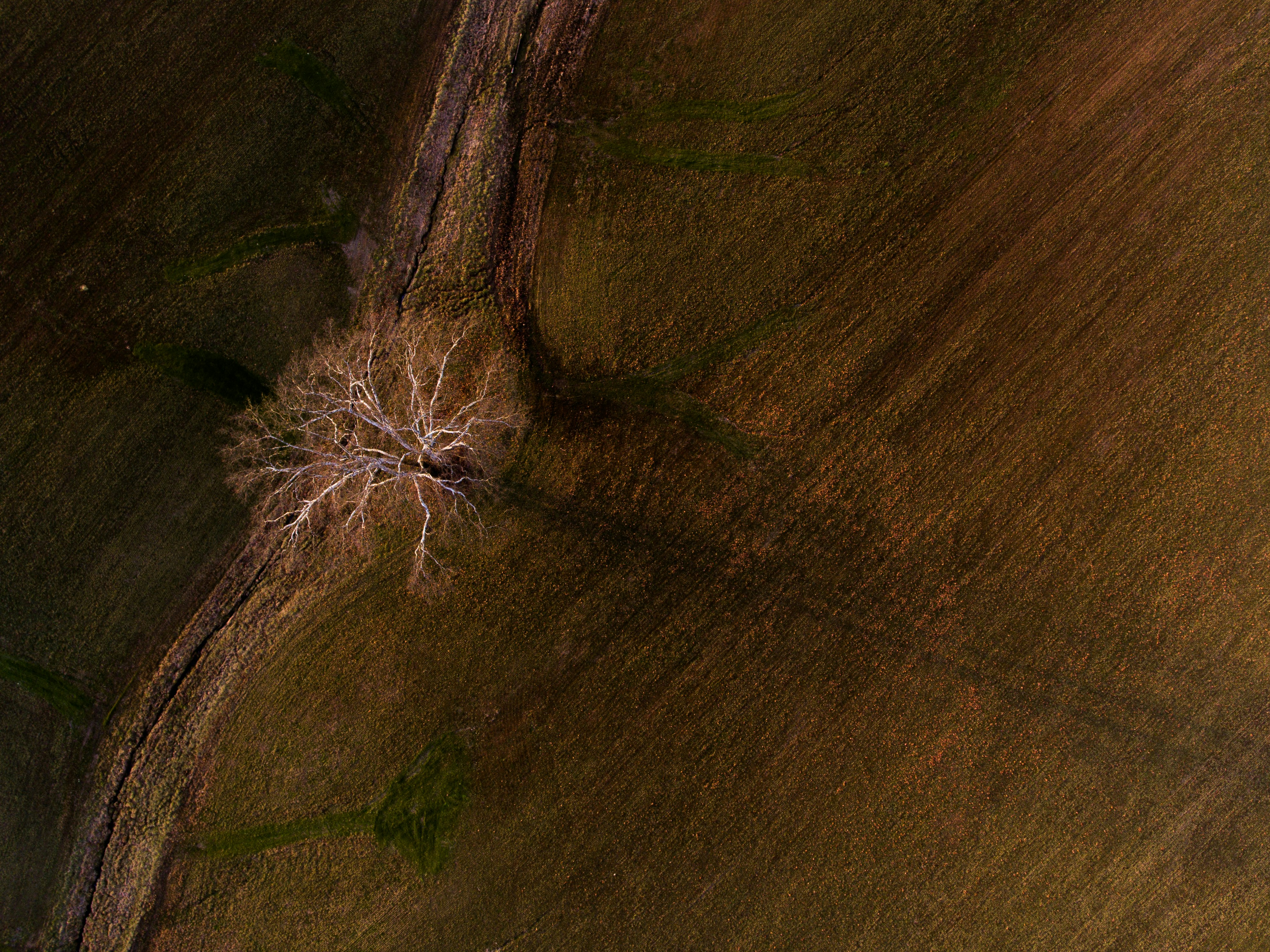 Yet another alone tree 