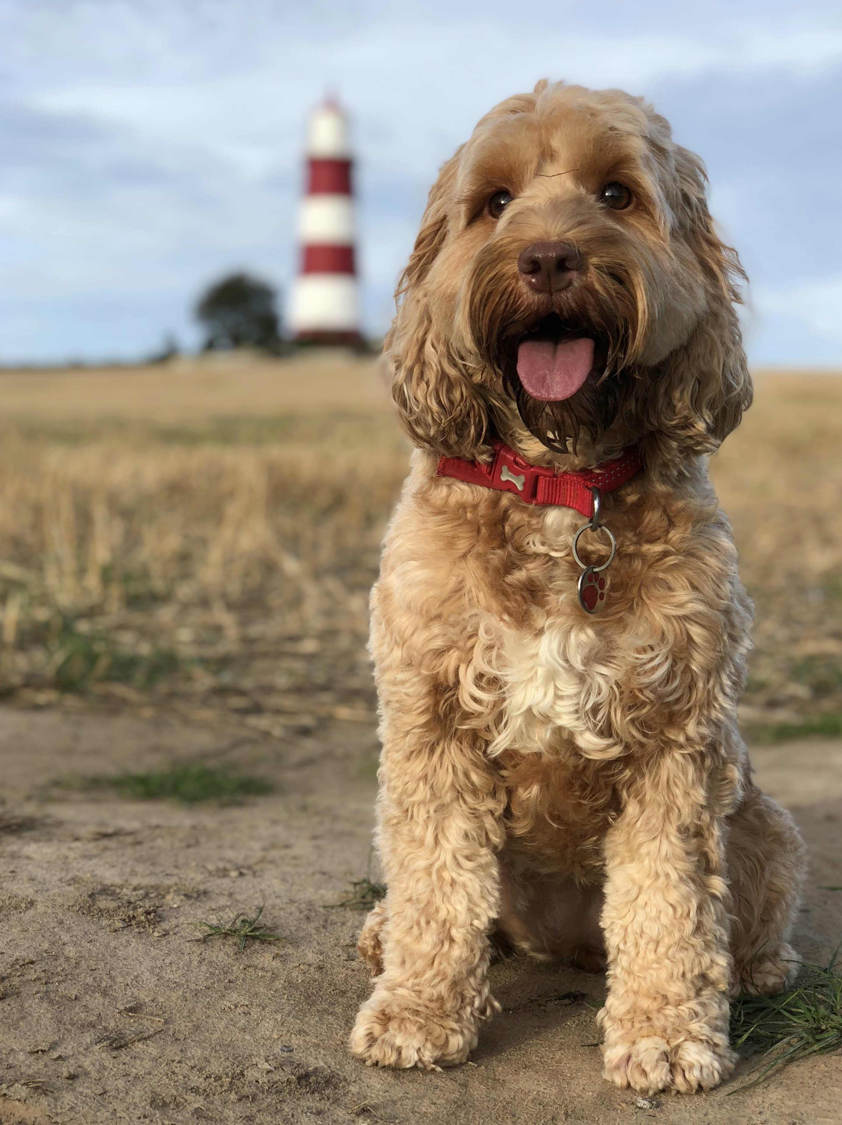 Lighthouse Presence: A Golden Pup with Coastal Calm