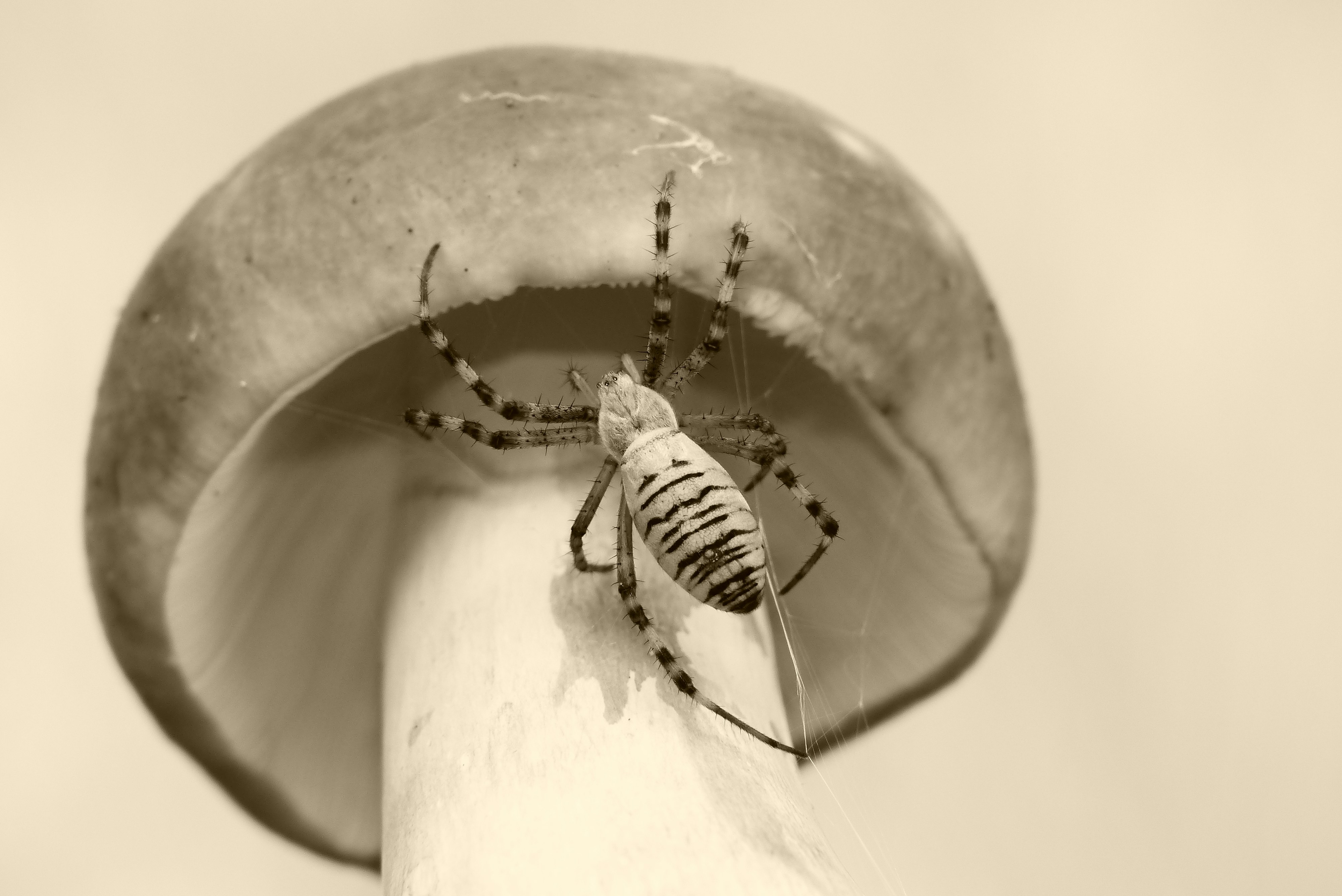 Sepia Macro: Striped Spider Perched on a Mushroom Stem