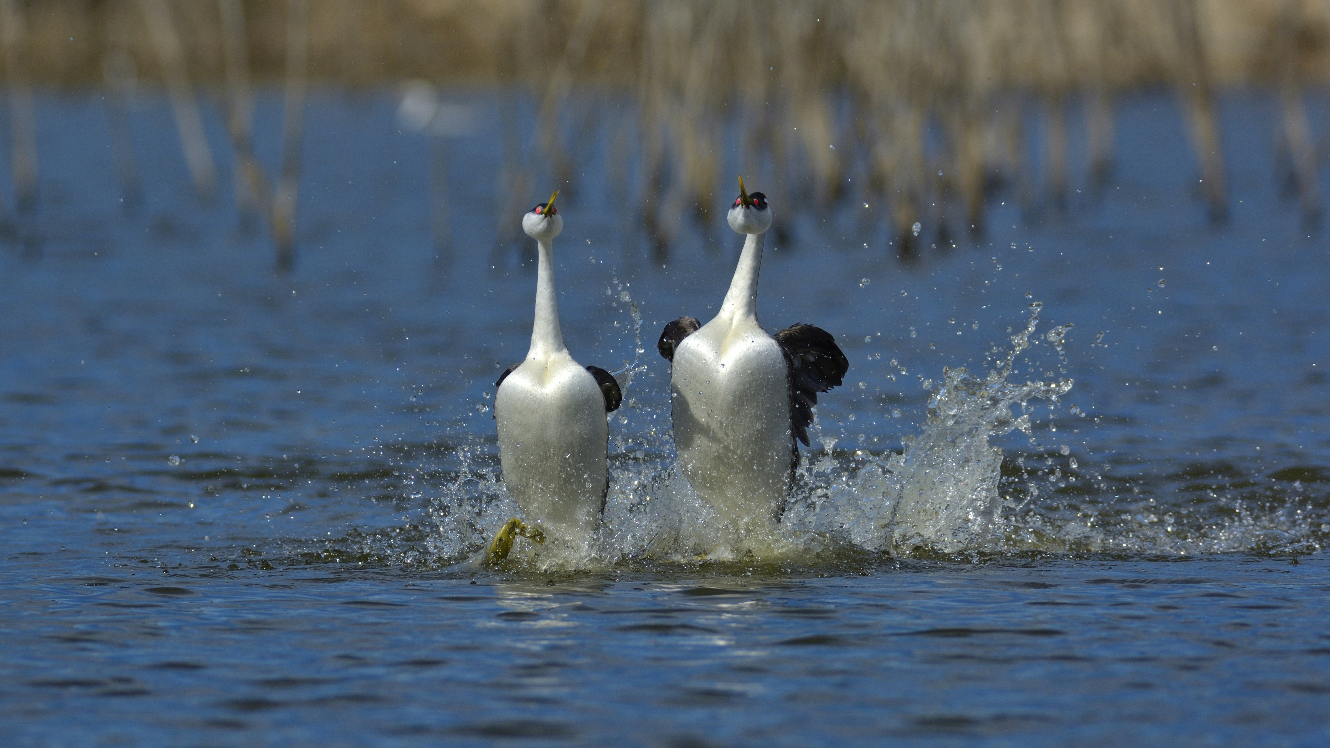 Two Red-billed Ducks Sprint Across a Blue Marsh