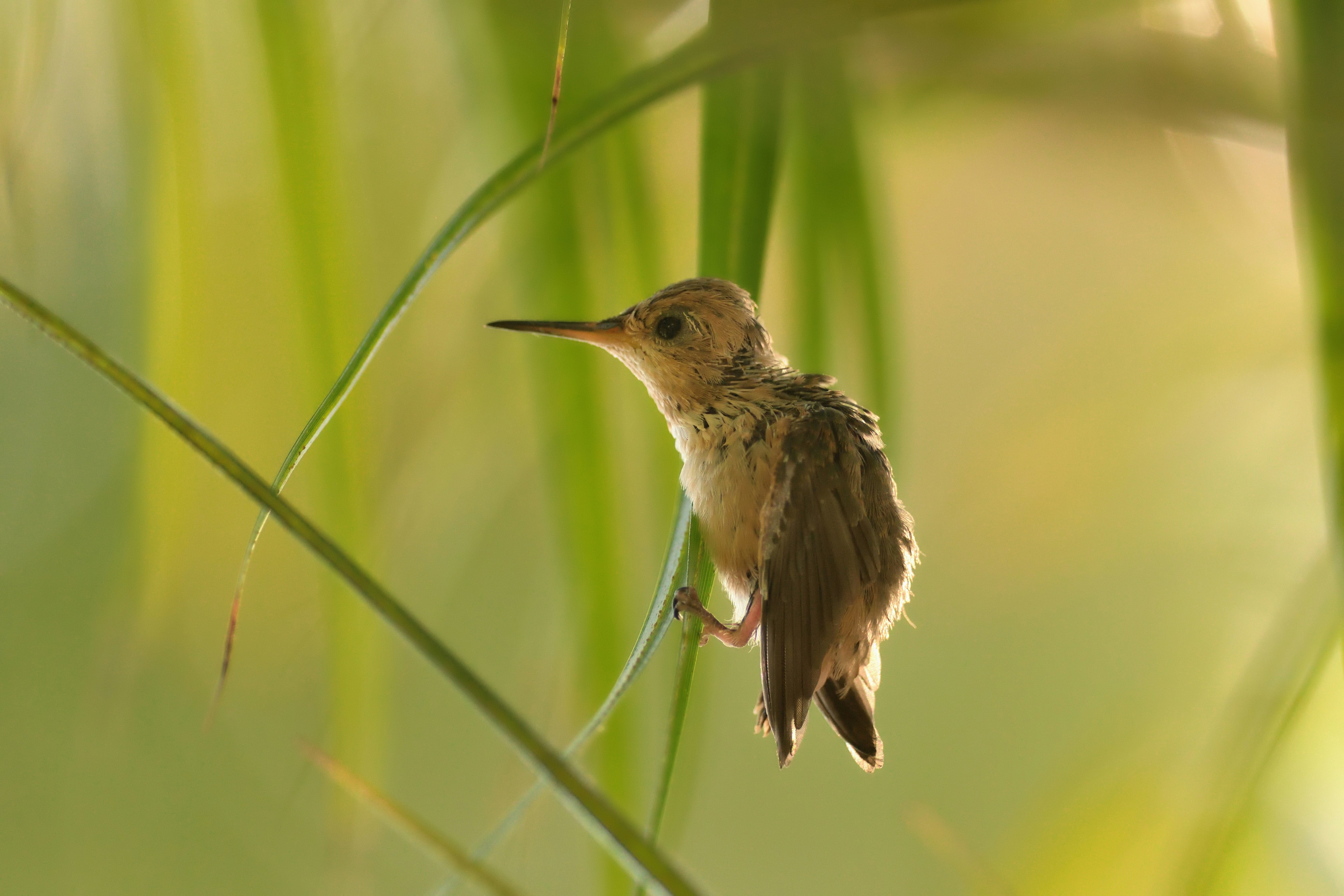 Hidden Hummingbird Amid Green Reeds