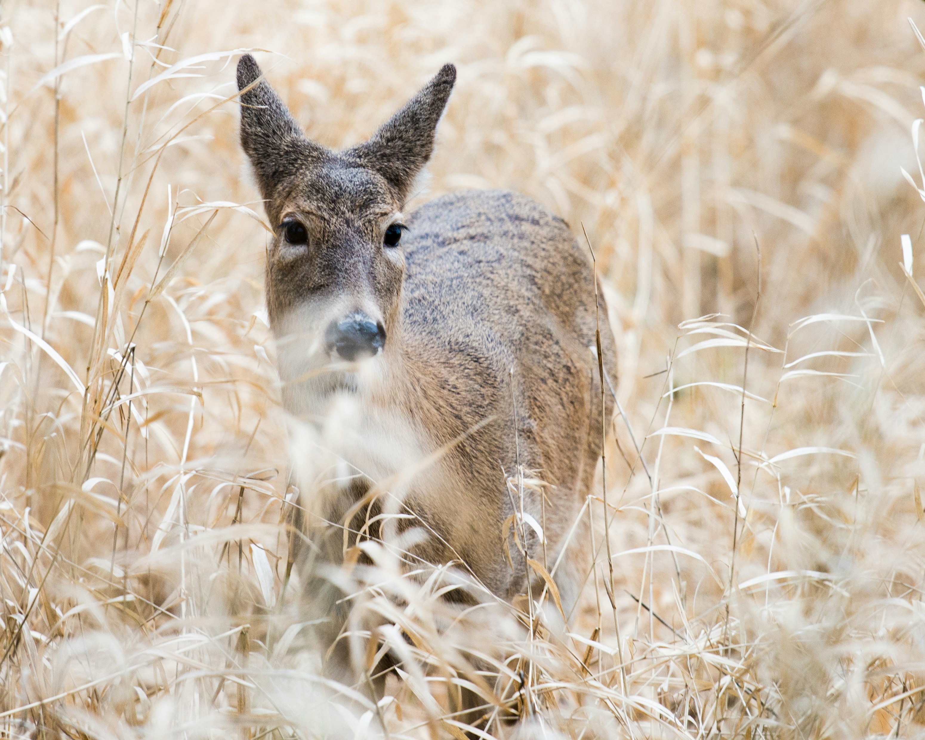 Deer standing amidst tall, dry grasses, blending into the natural surroundings.