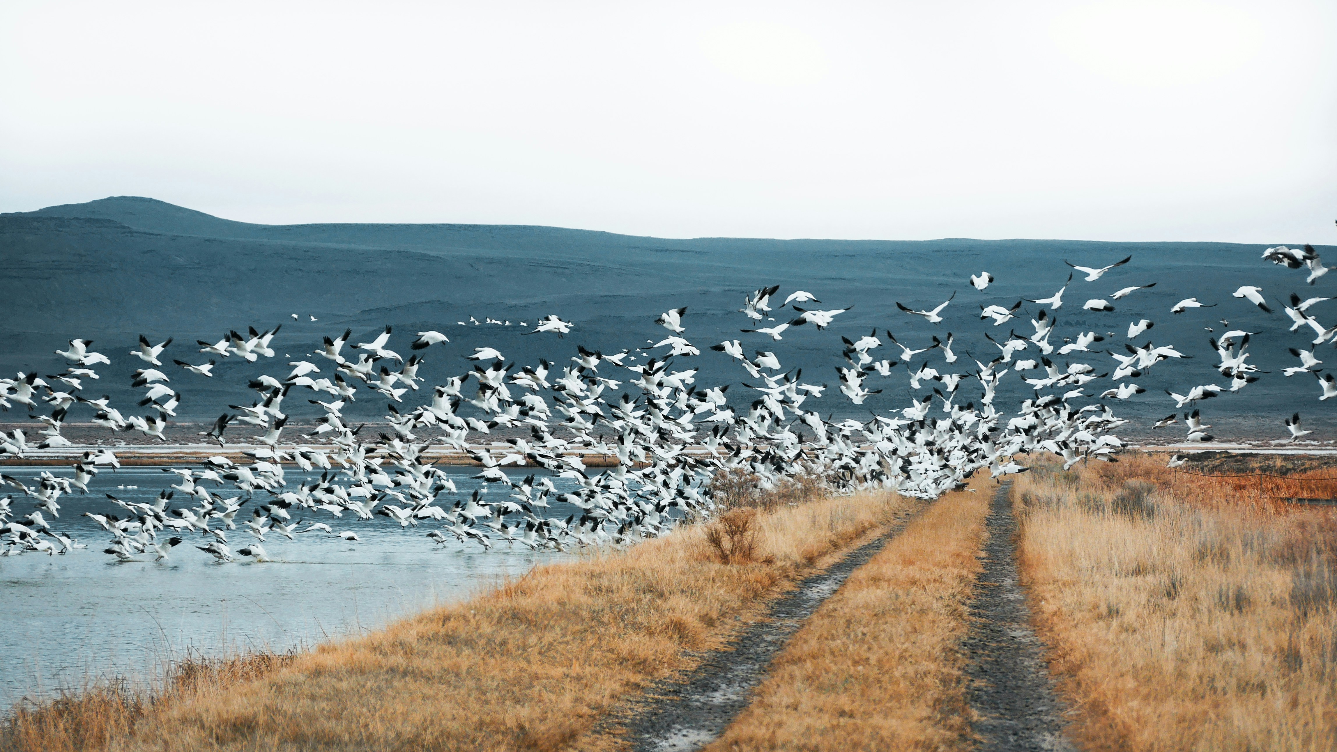 flock of birds flying over the river during daytime