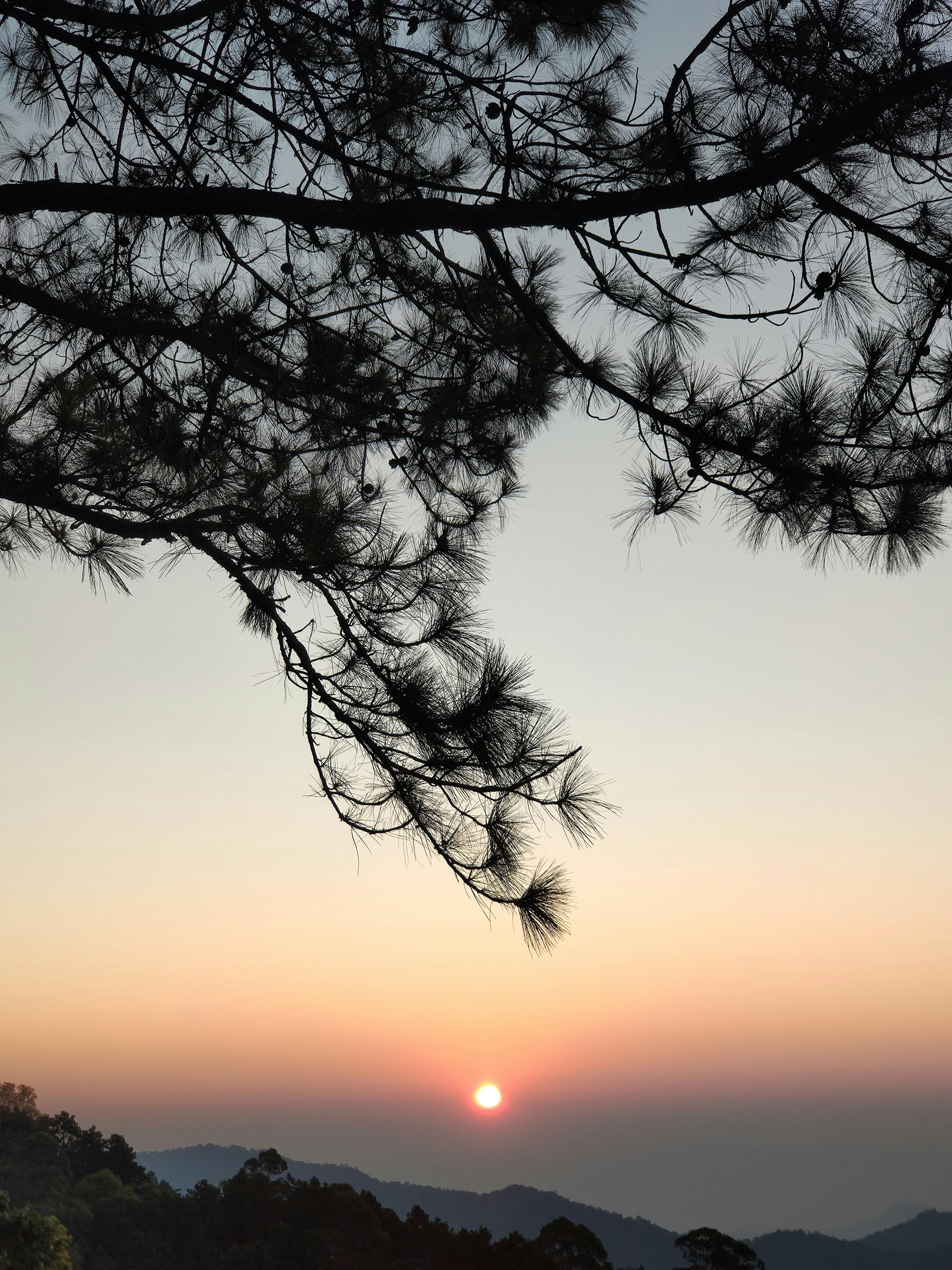 Sunset casting warm hues over distant mountains, framed by silhouetted pine branches. A tranquil moment of nature's transition.